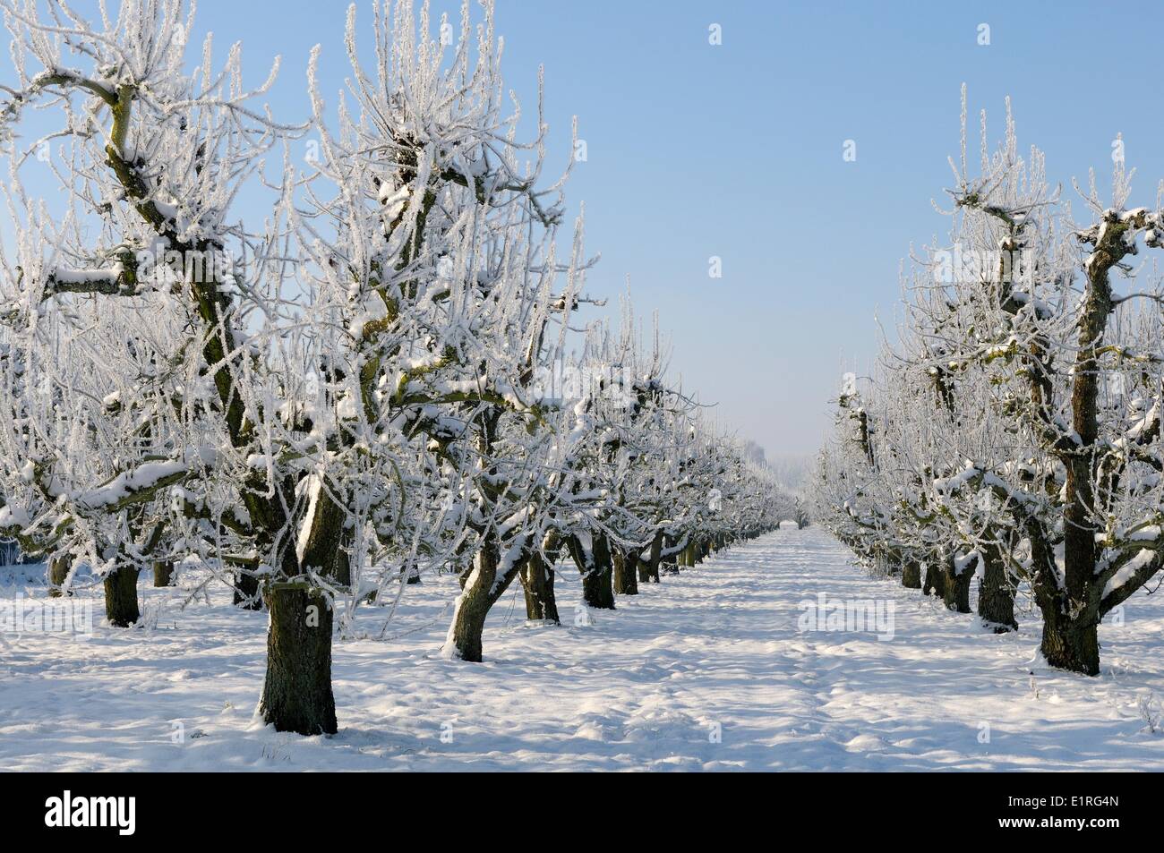 Wintry conditions in old pear orchard Stock Photo - Alamy