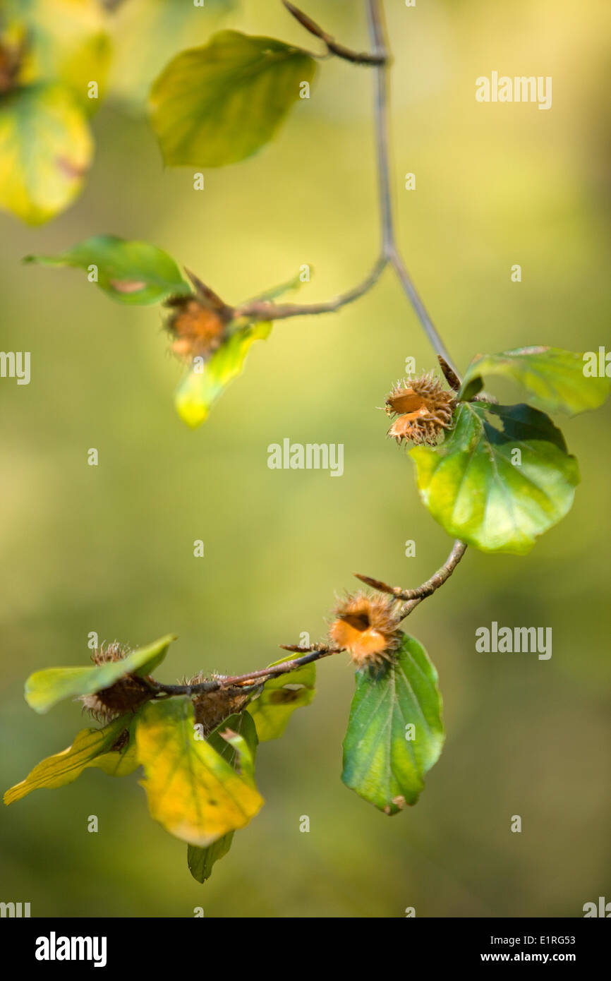 Beechnut tree hi-res stock photography and images - Alamy