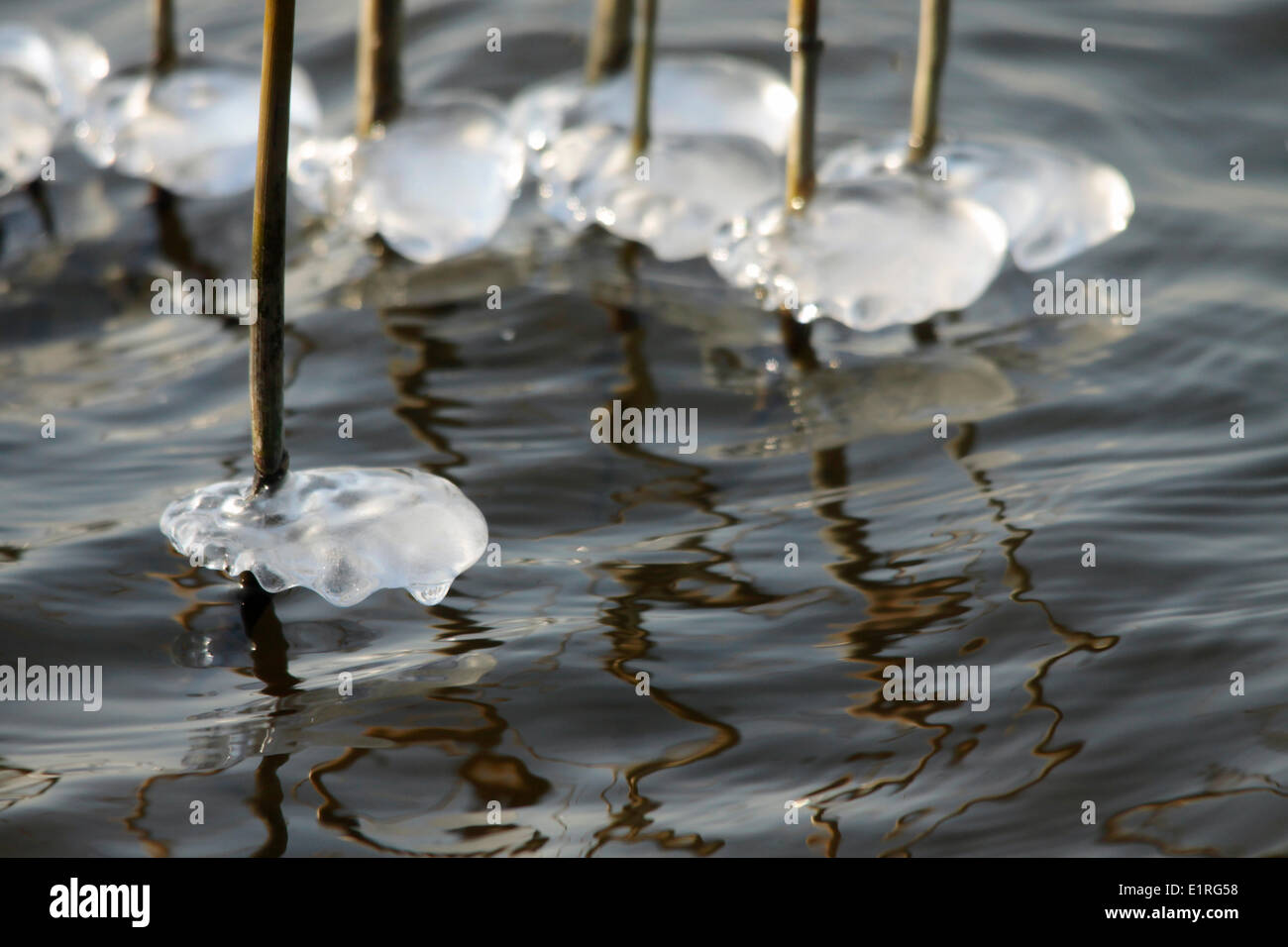 Ice structures on Reed Stock Photo - Alamy