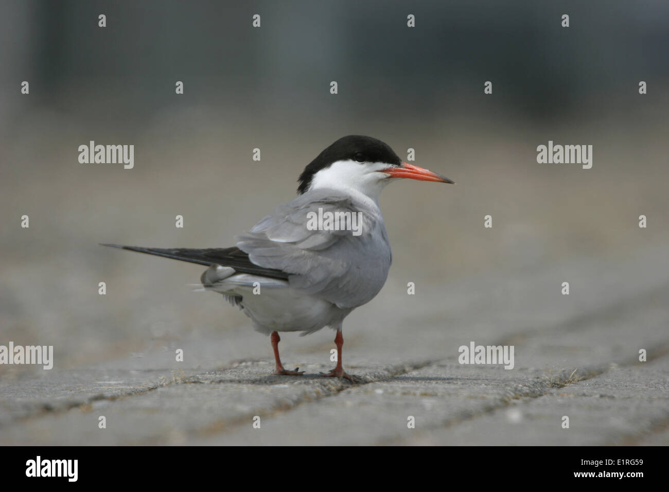 Common tern standing on the street Stock Photo - Alamy