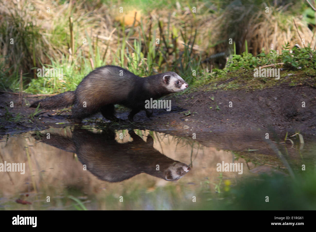 Polecat family hi-res stock photography and images - Alamy