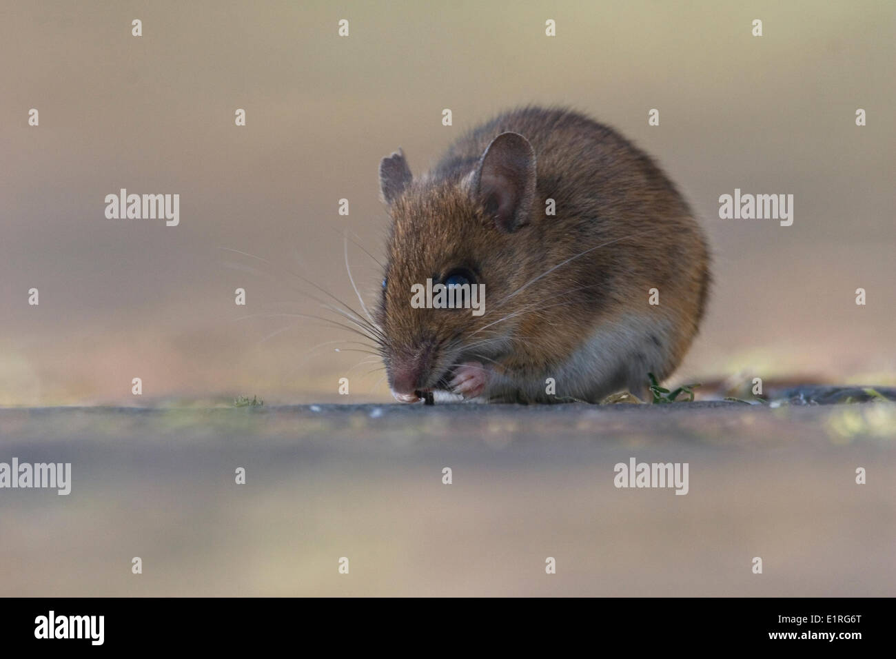 Wood Mouse High Resolution Stock Photography and Images - Alamy