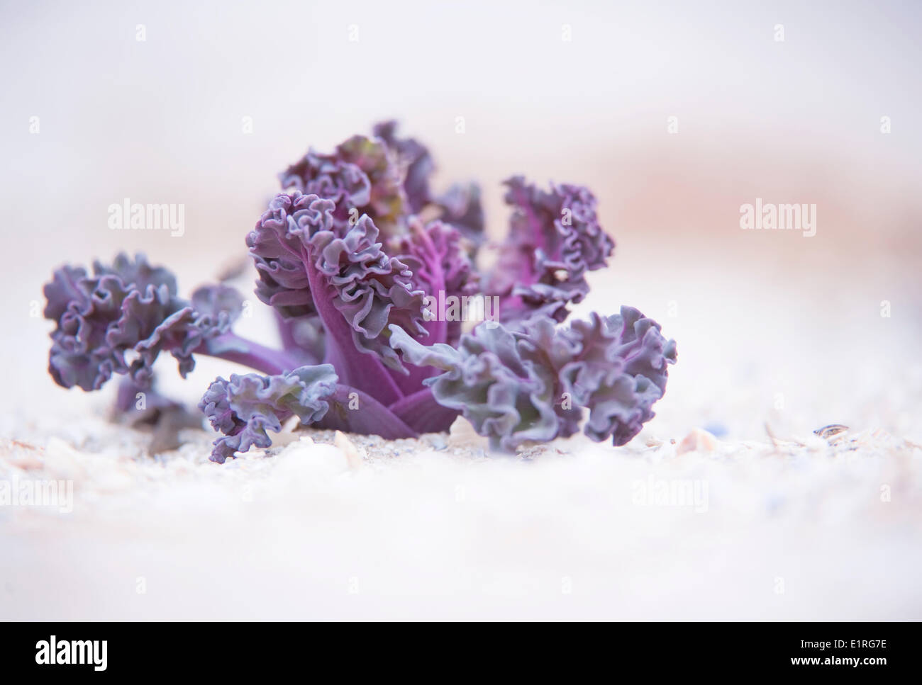 young Sea-kale plant with typical purple colour growing on a beach in ...
