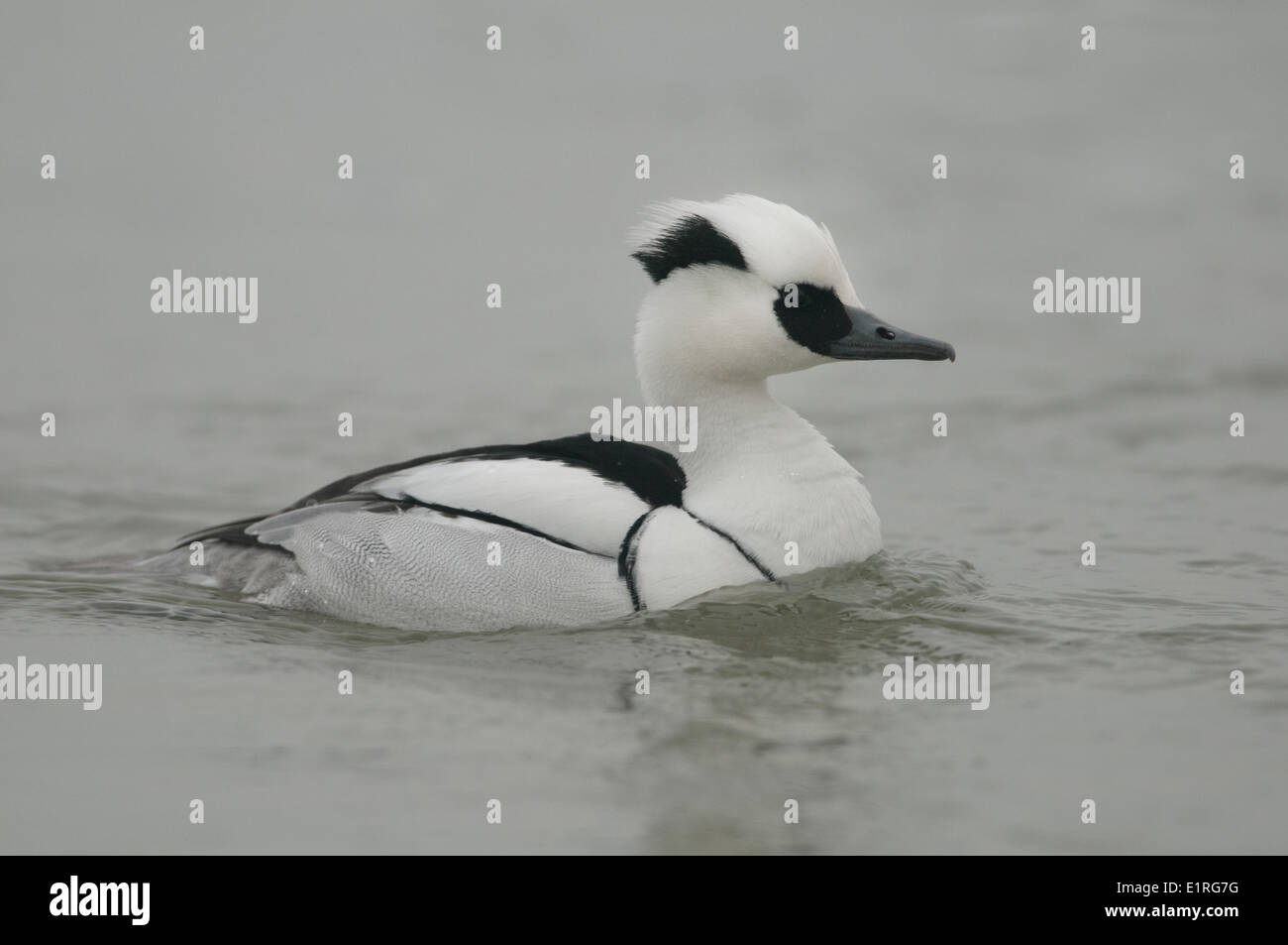 Smew , female Stock Photo - Alamy