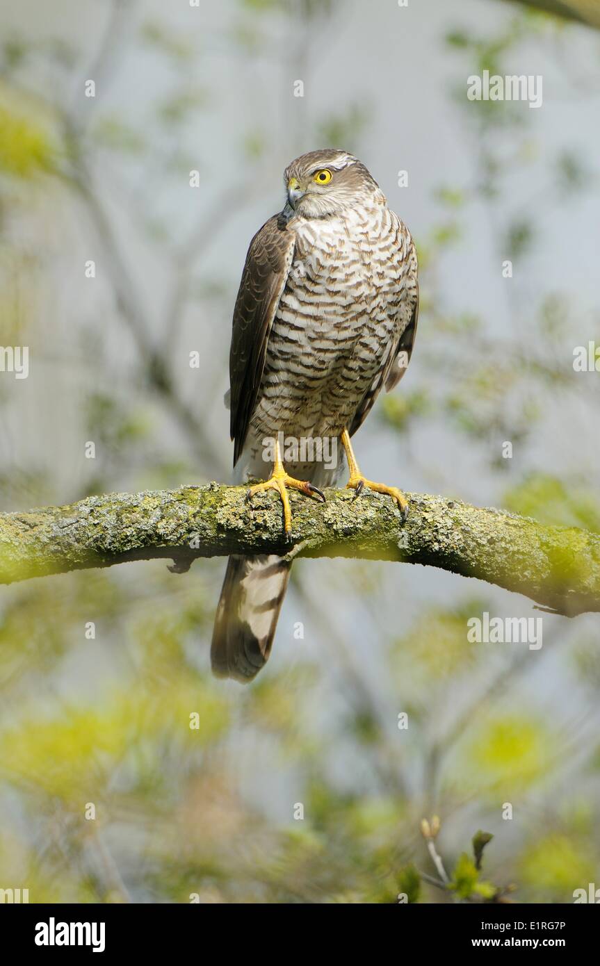 Sparrowhawk juvenile perched hi-res stock photography and images - Alamy