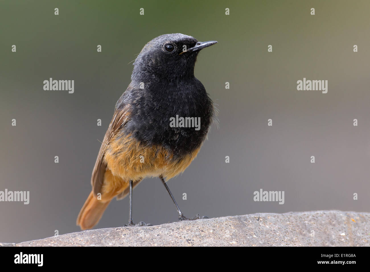 Black Redstart eastern subspecies semirufus Stock Photo - Alamy
