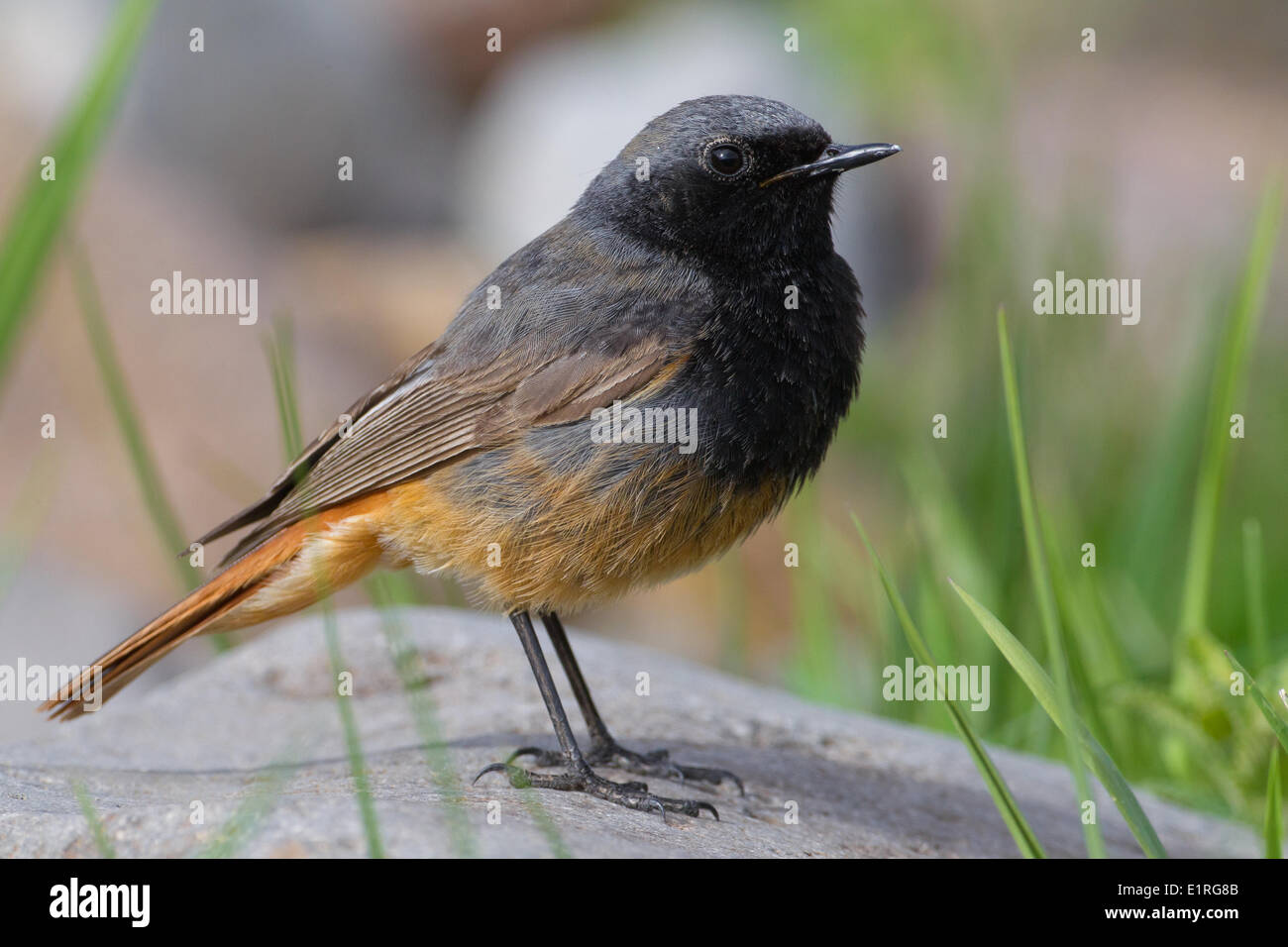 Semirufus hi-res stock photography and images - Alamy