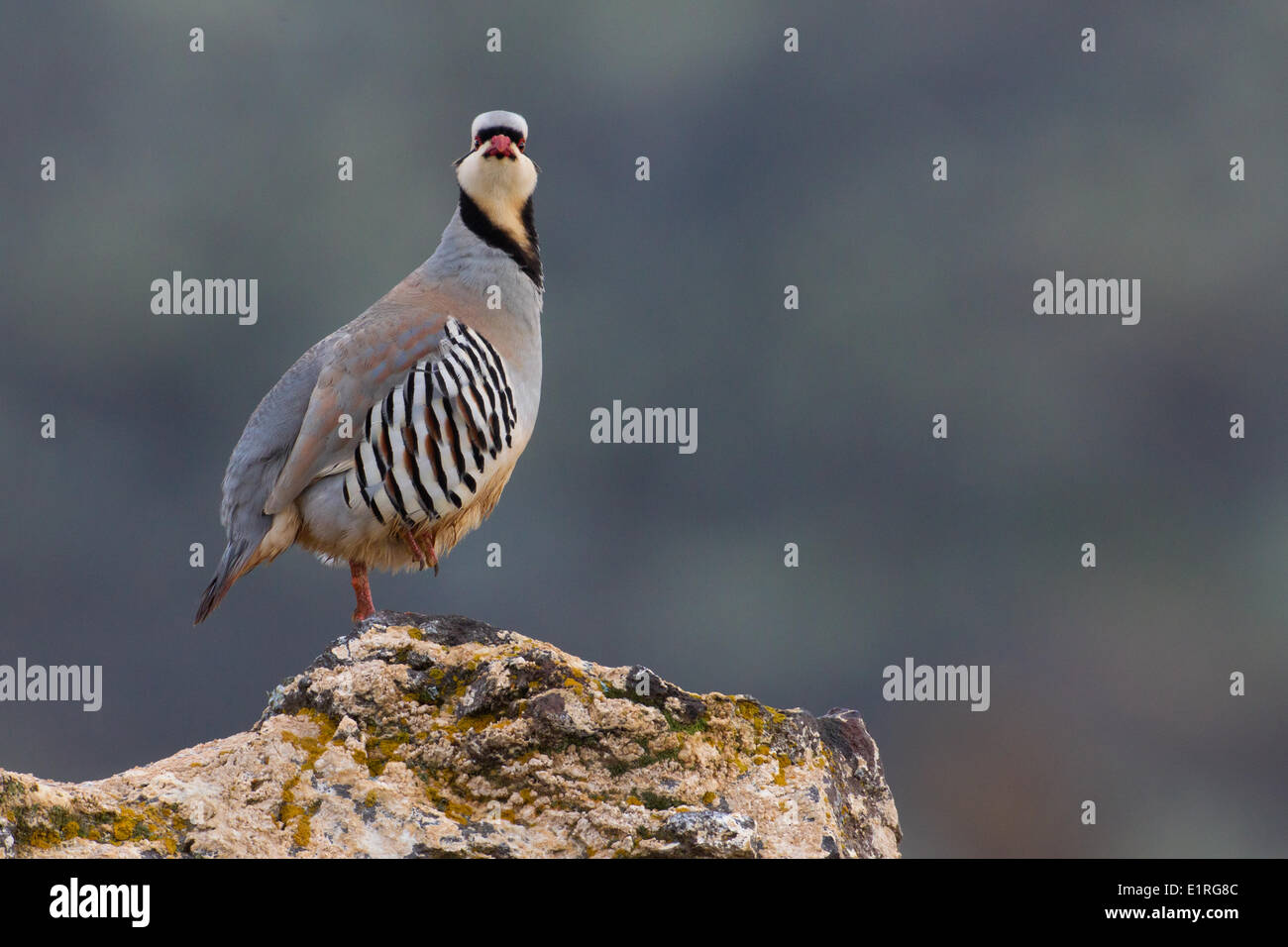 Chukar in breeding habitat Stock Photo - Alamy