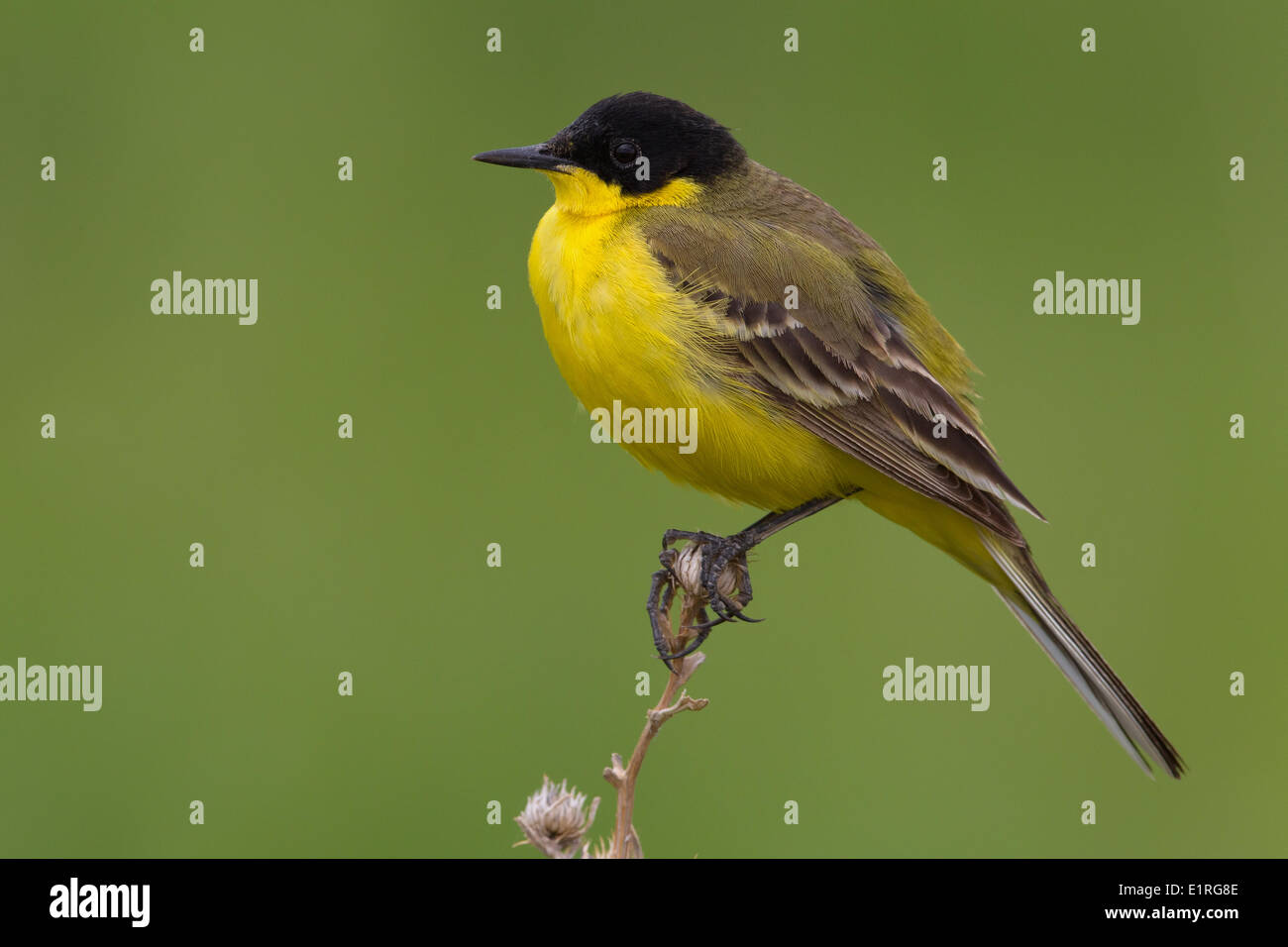 Yellow wagtail hi-res stock photography and images - Alamy