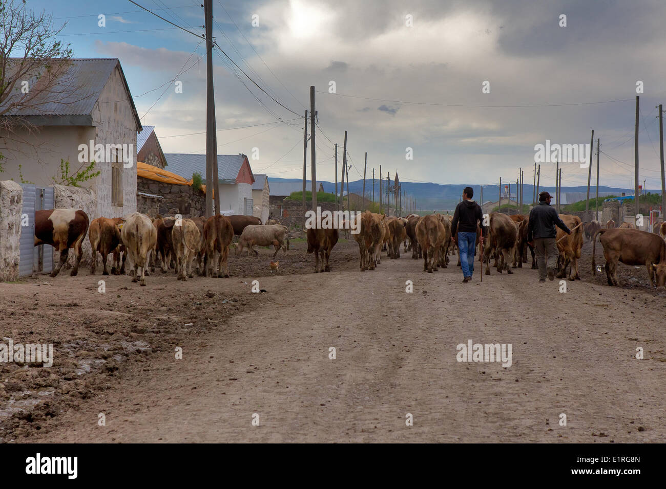 Cattle on a dirt road in a Turkish village Stock Photo - Alamy