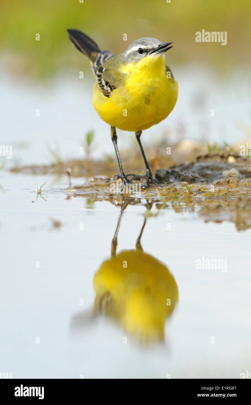 Wagtail species hi-res stock photography and images - Alamy