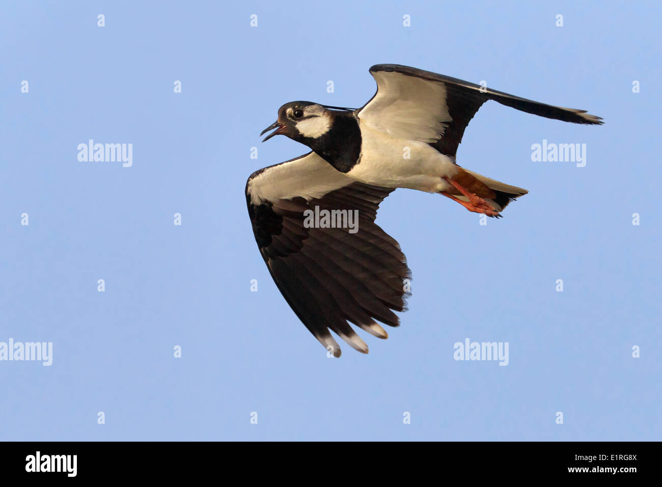Northern Lapwing flying against a blue sky Stock Photo - Alamy