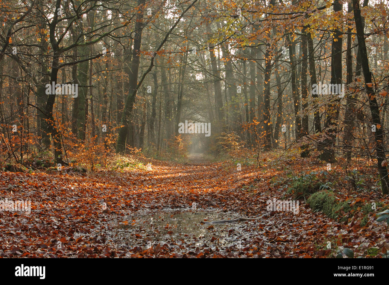 Autumn forest after rain Stock Photo - Alamy