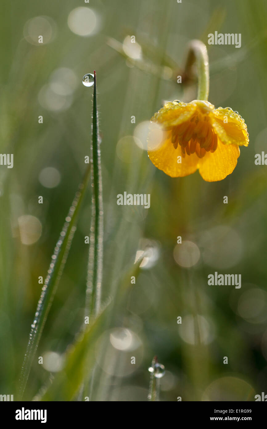 Grass blossom dew drops hi-res stock photography and images - Alamy