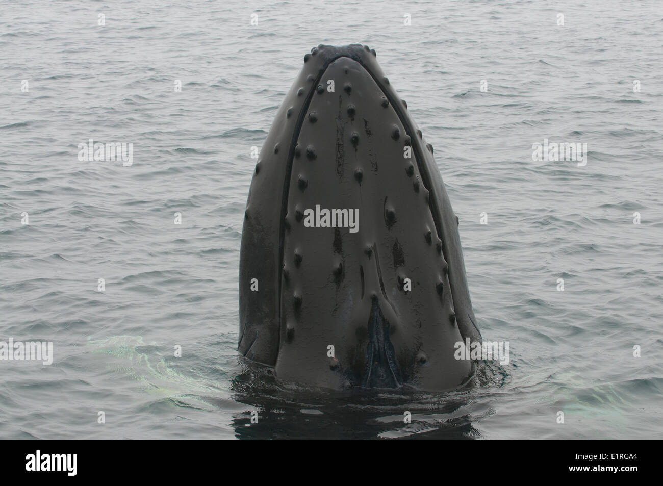 Humpback whale spy hopping hi-res stock photography and images - Alamy