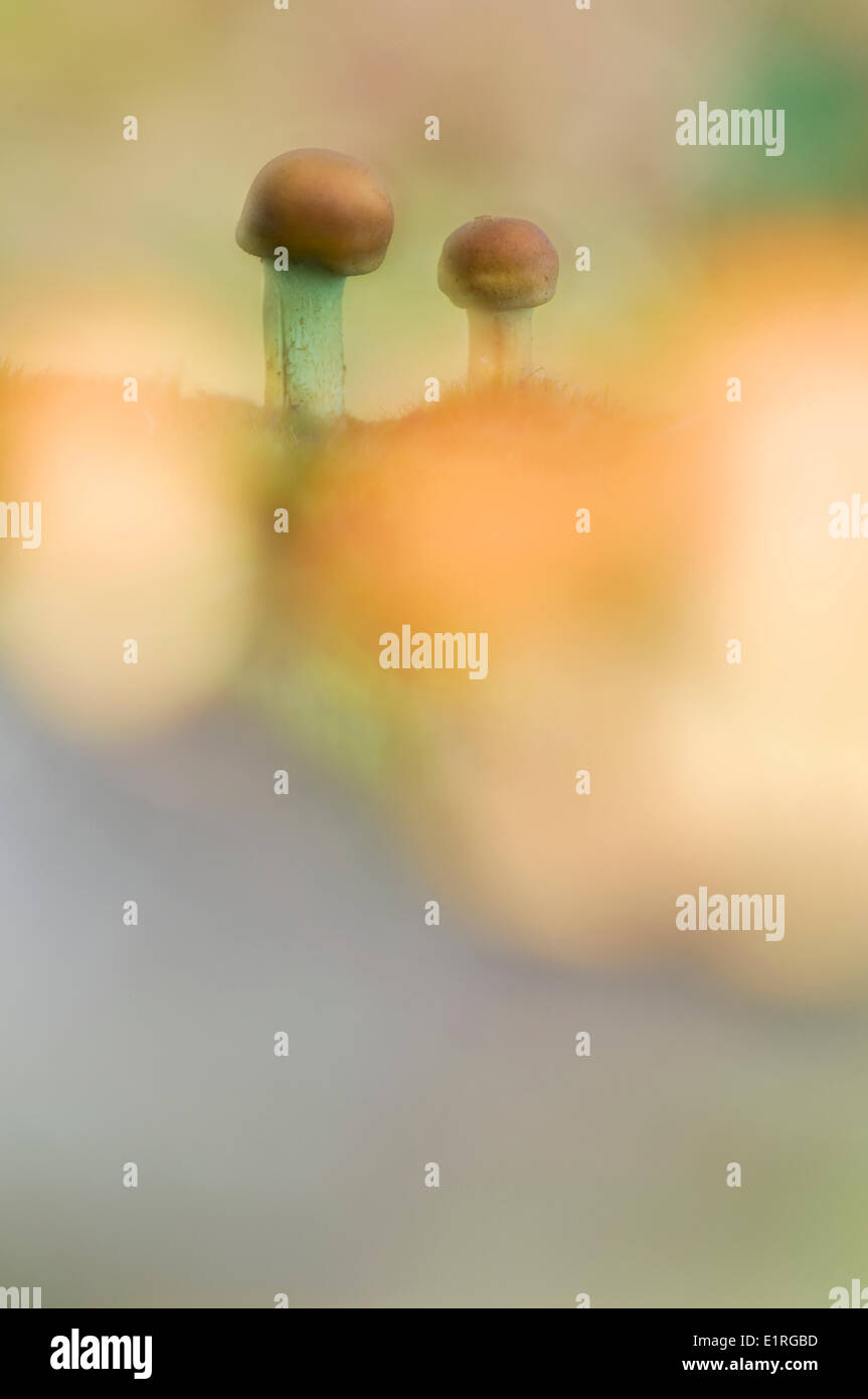 Two colour picture hi-res stock photography and images - Alamy