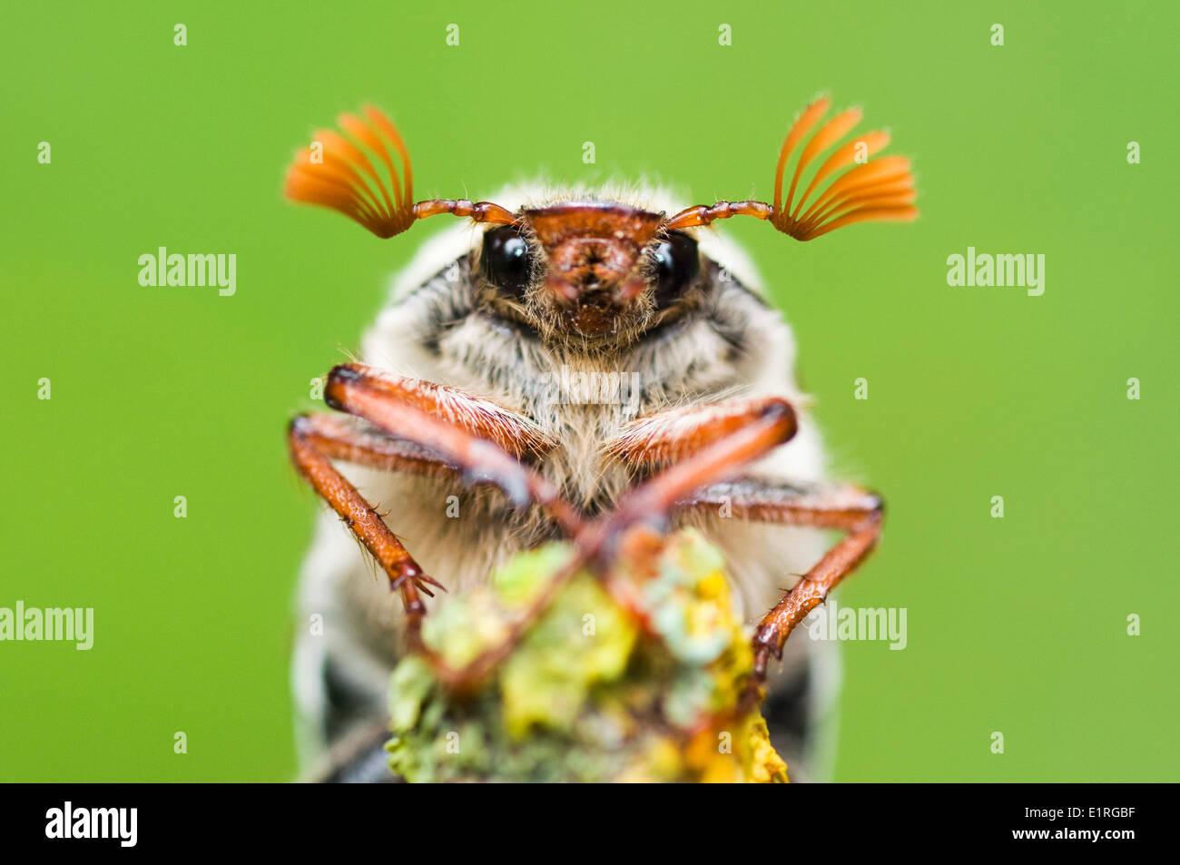 Pest picture hi-res stock photography and images - Alamy
