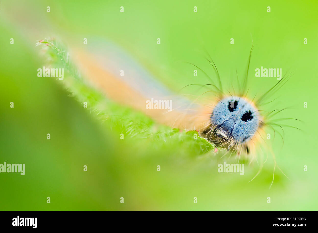 Lackey hi-res stock photography and images - Alamy