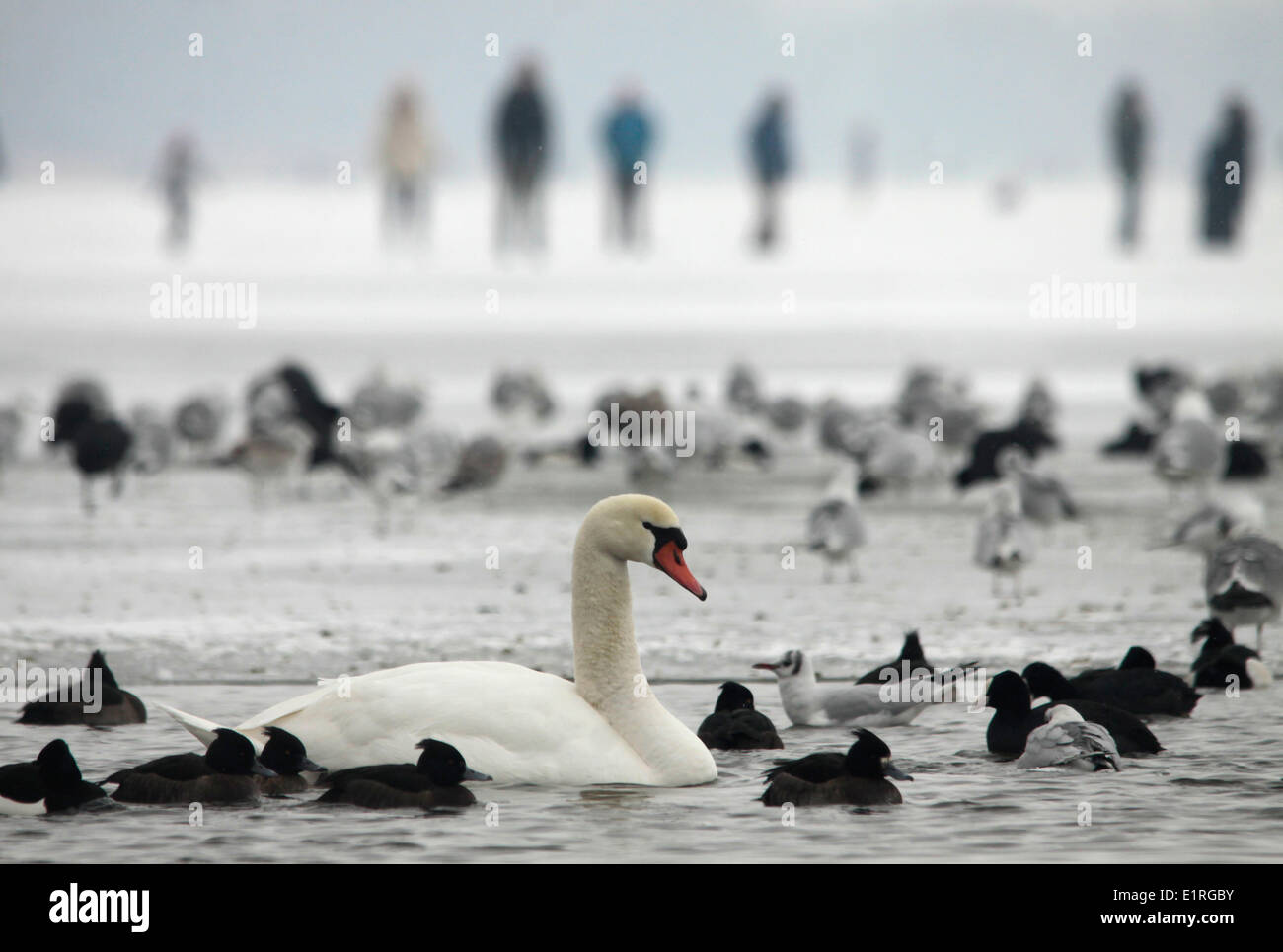 Several species of birds in a hole in the ice. People walk on the ice ...