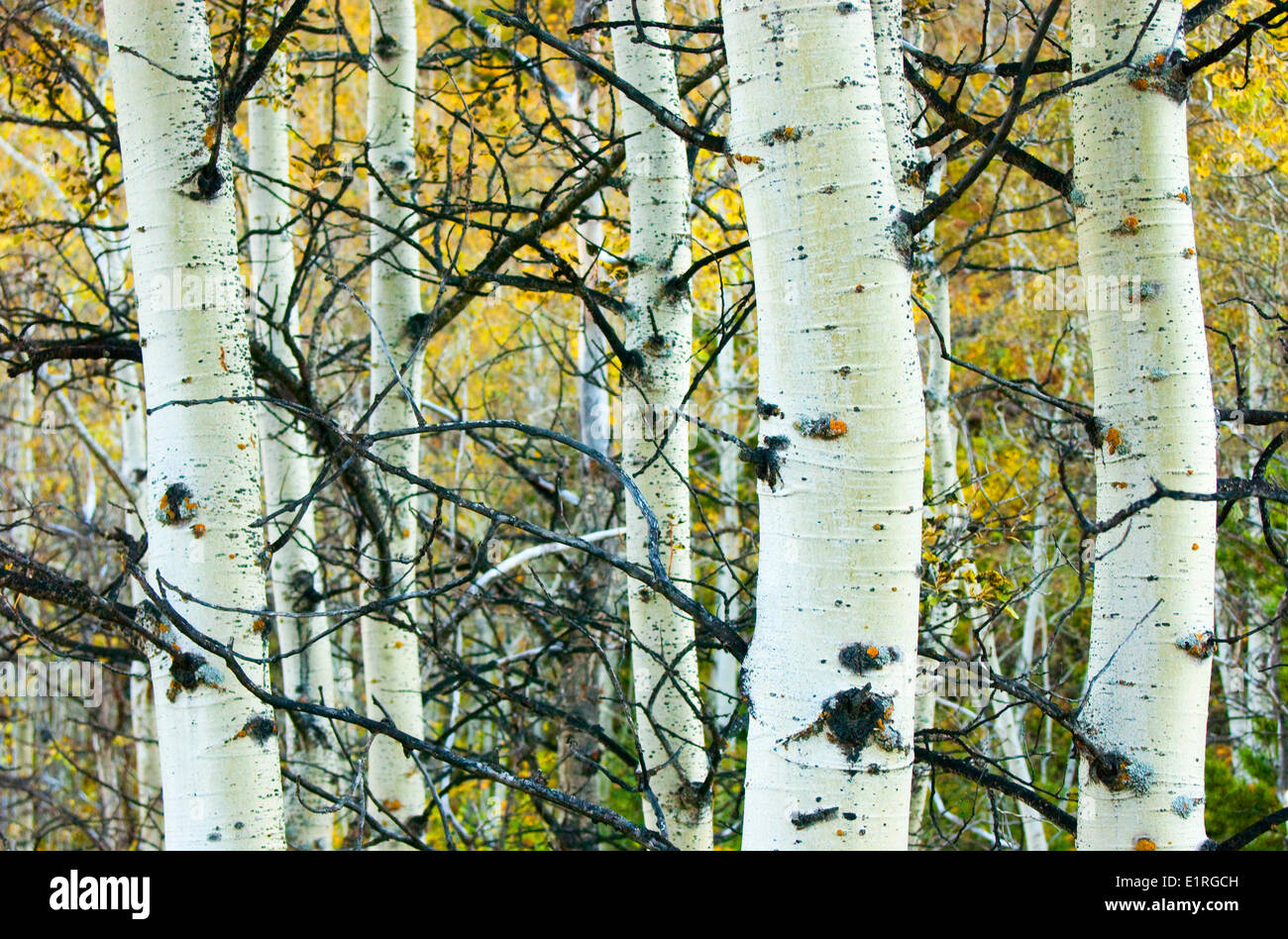 American aspen forest Stock Photo - Alamy