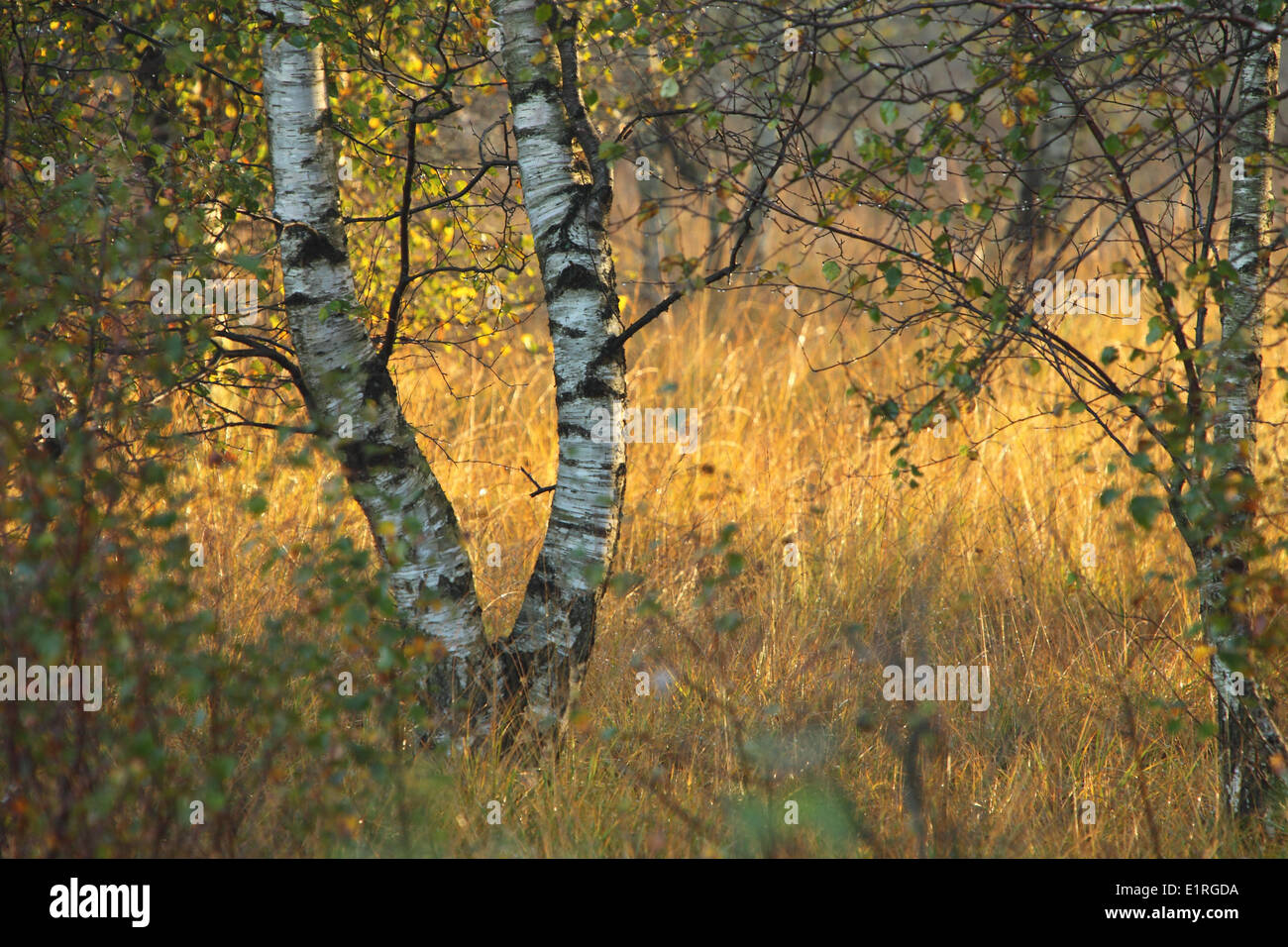 The first sunlight hi-res stock photography and images - Alamy