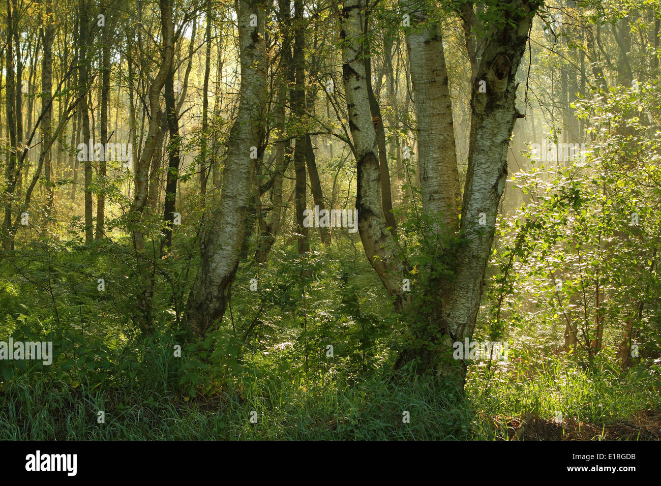 The first sunlight hi-res stock photography and images - Alamy