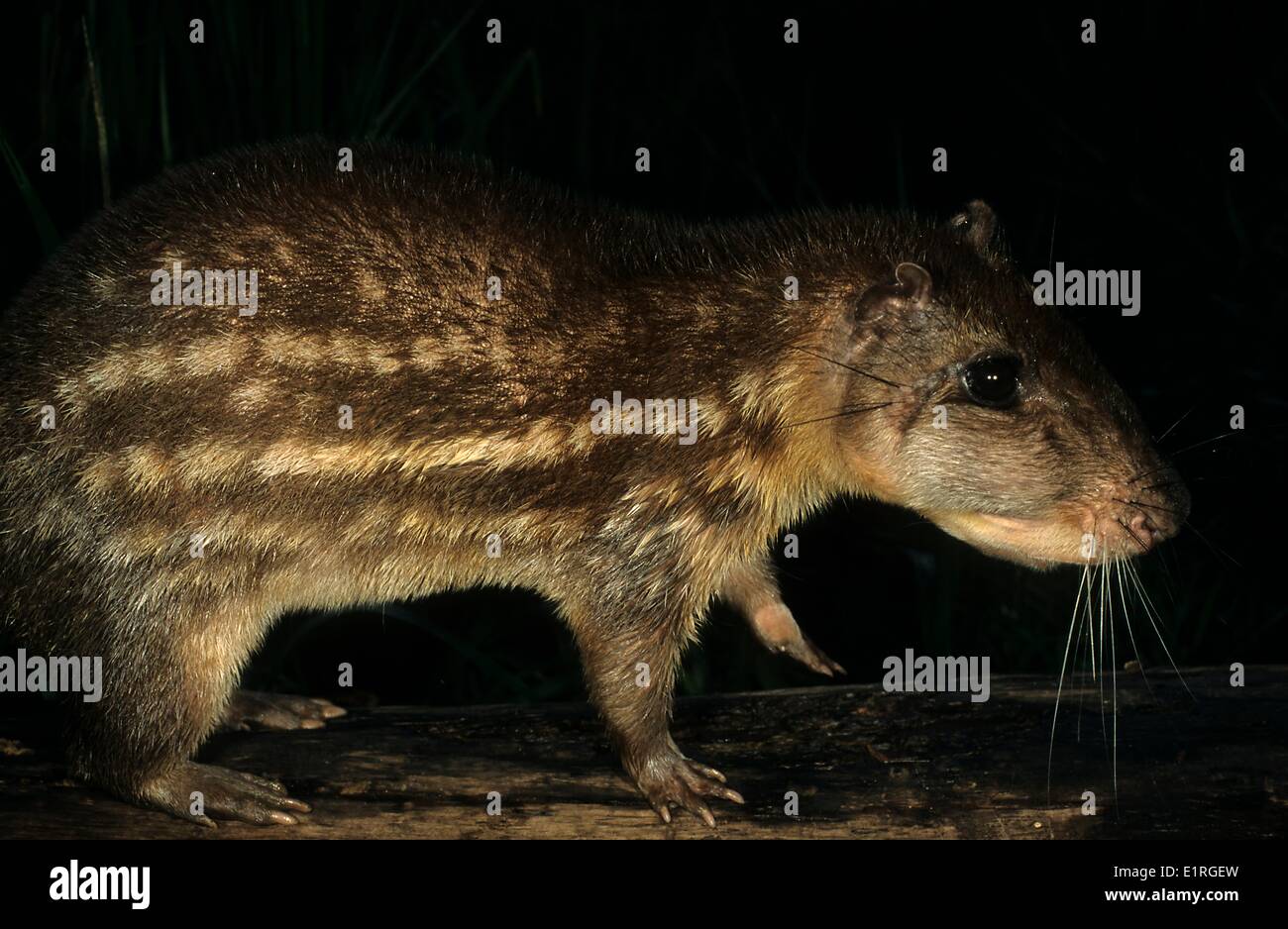 Paca rodent hi-res stock photography and images - Alamy