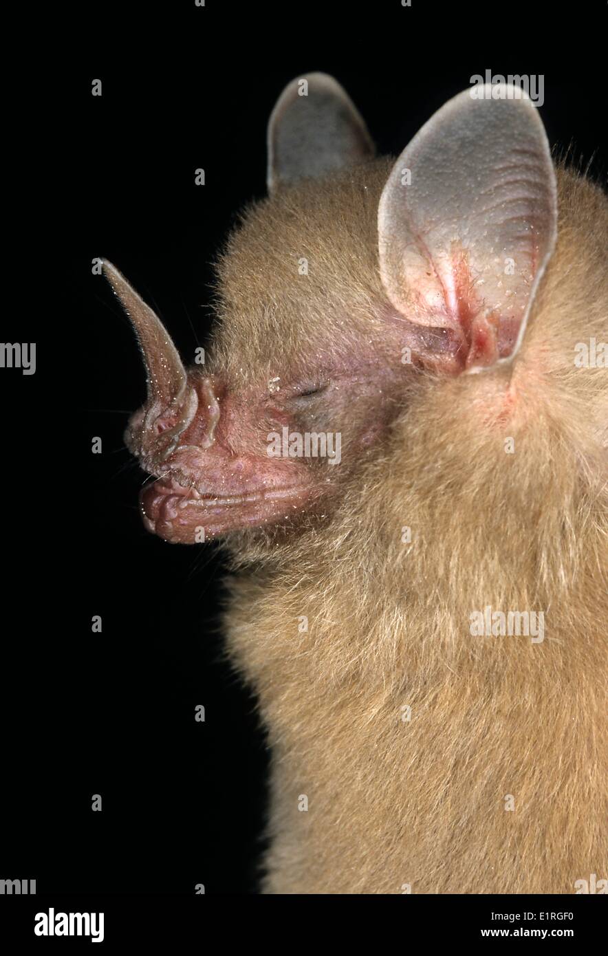 Dwarf Little Fruit Bat portrait Stock Photo - Alamy