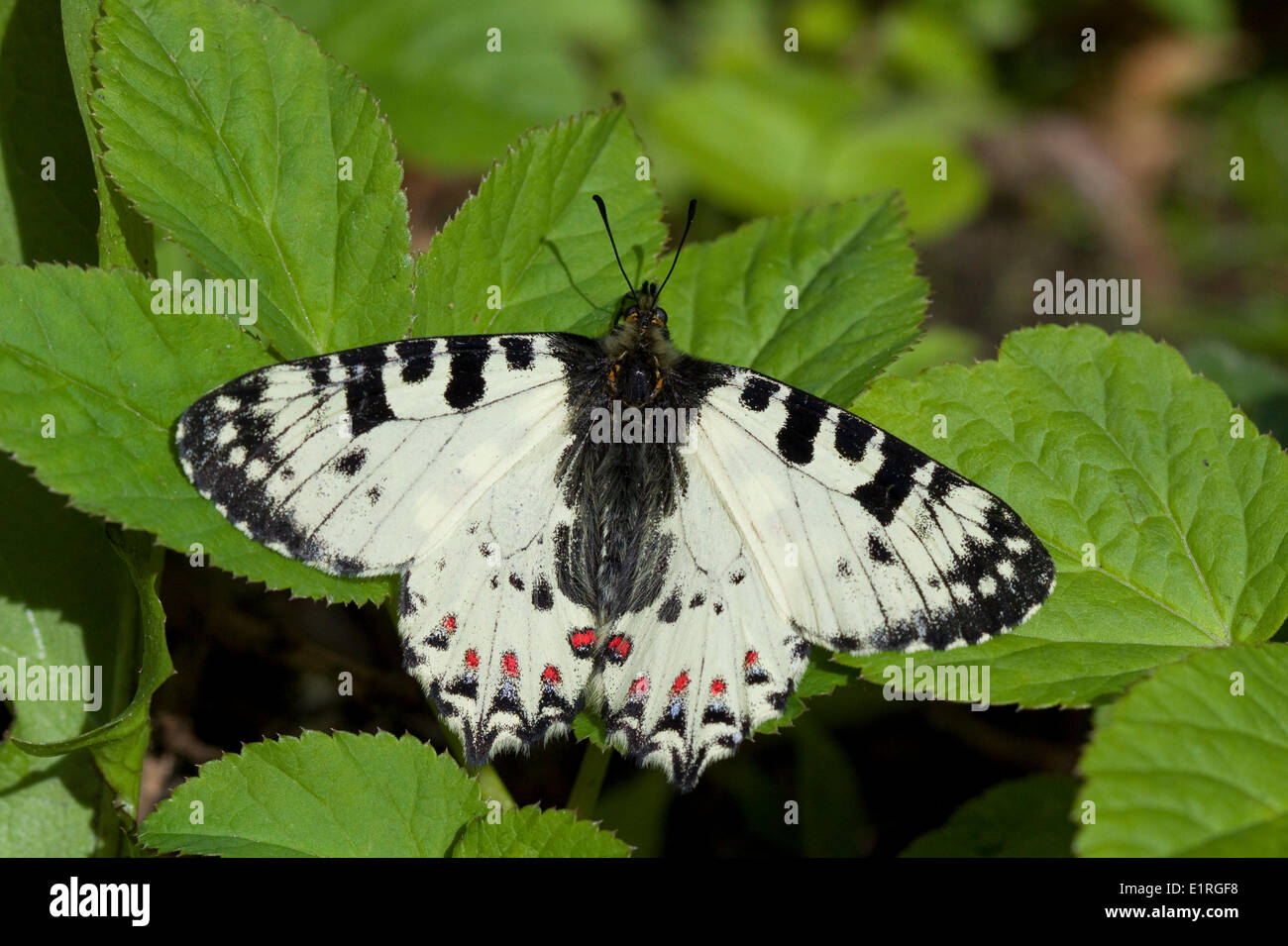 Male Caucasian Festoon Stock Photo - Alamy