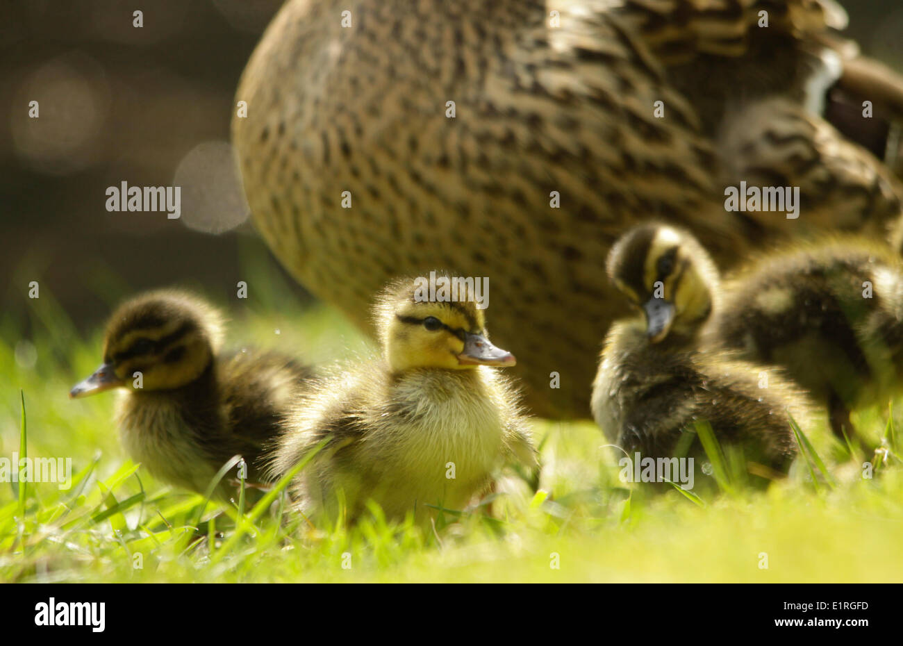 Juvenile mallards hi-res stock photography and images - Alamy