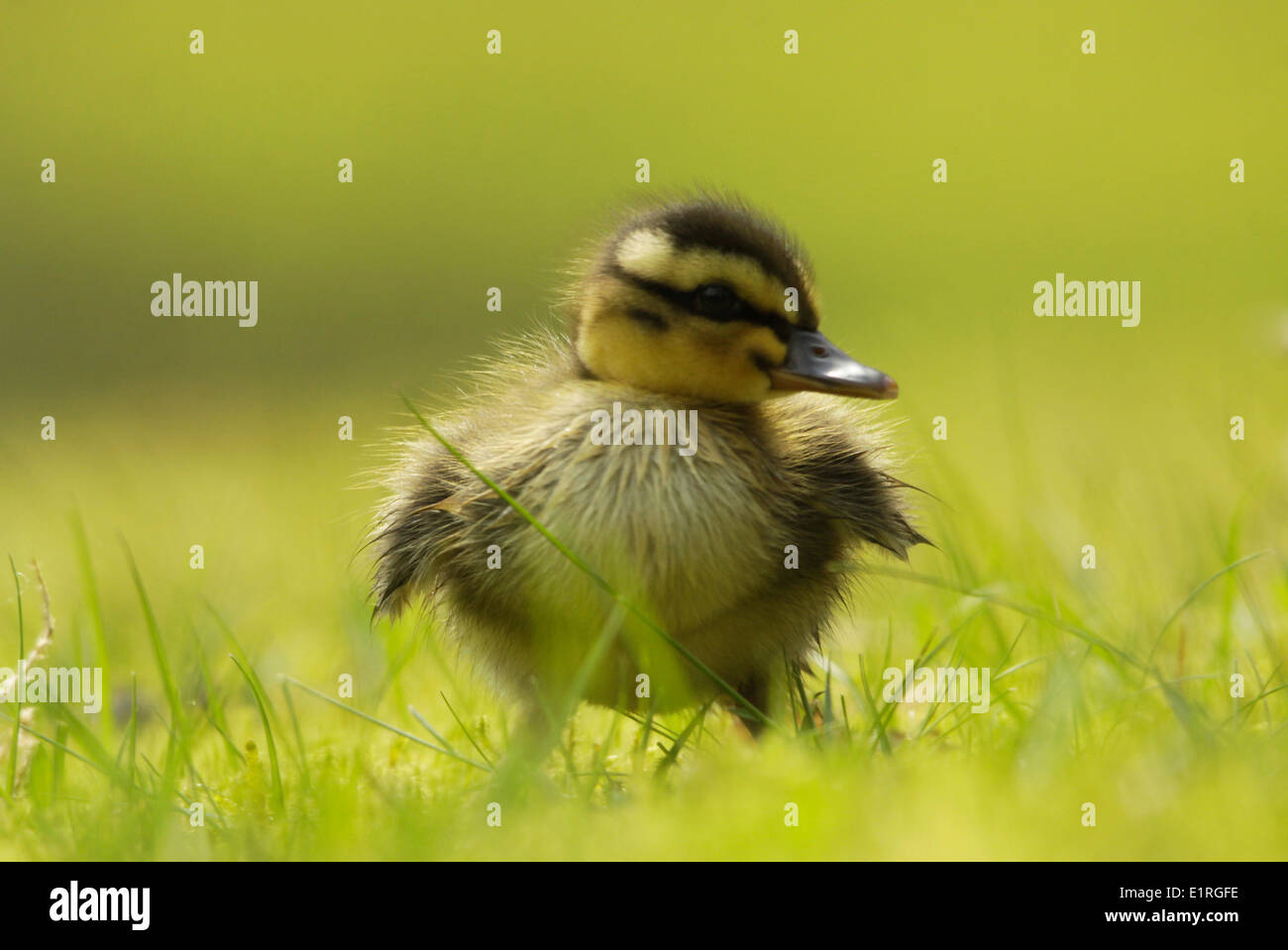 Juvenile mallards hi-res stock photography and images - Alamy