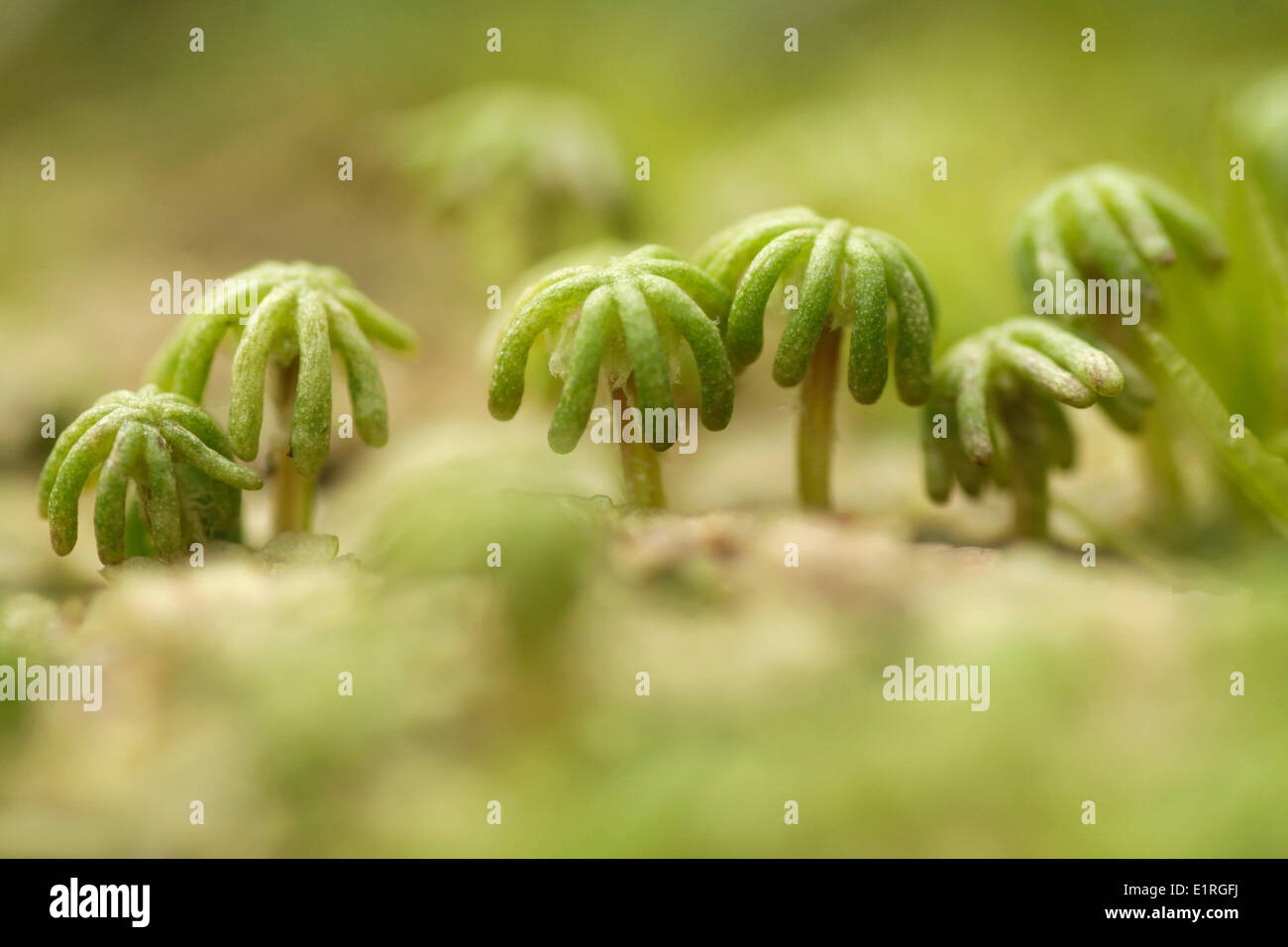 Liverwort sporophyte marchantia hi-res stock photography and images - Alamy
