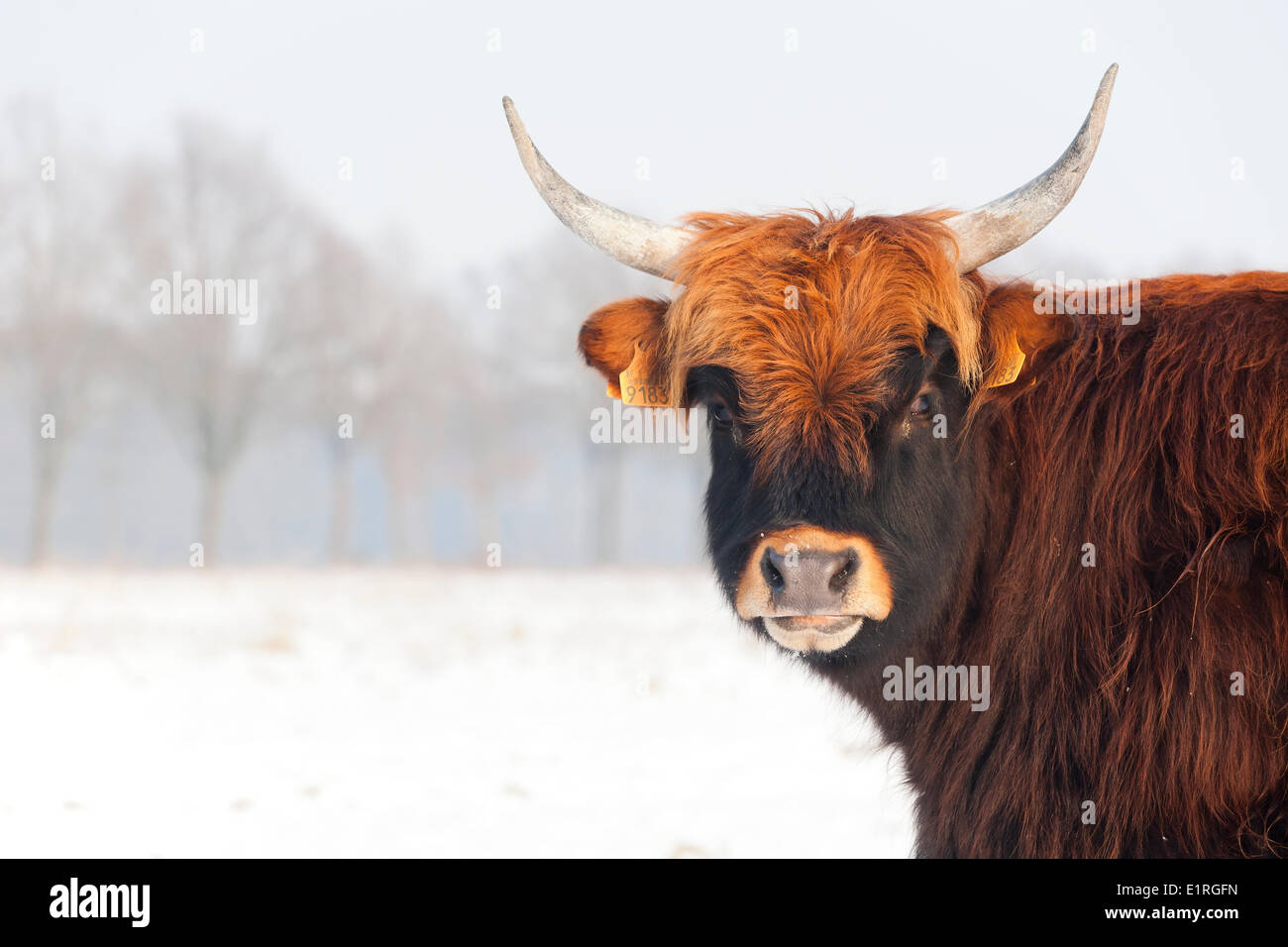Heck Cows High Resolution Stock Photography and Images - Alamy