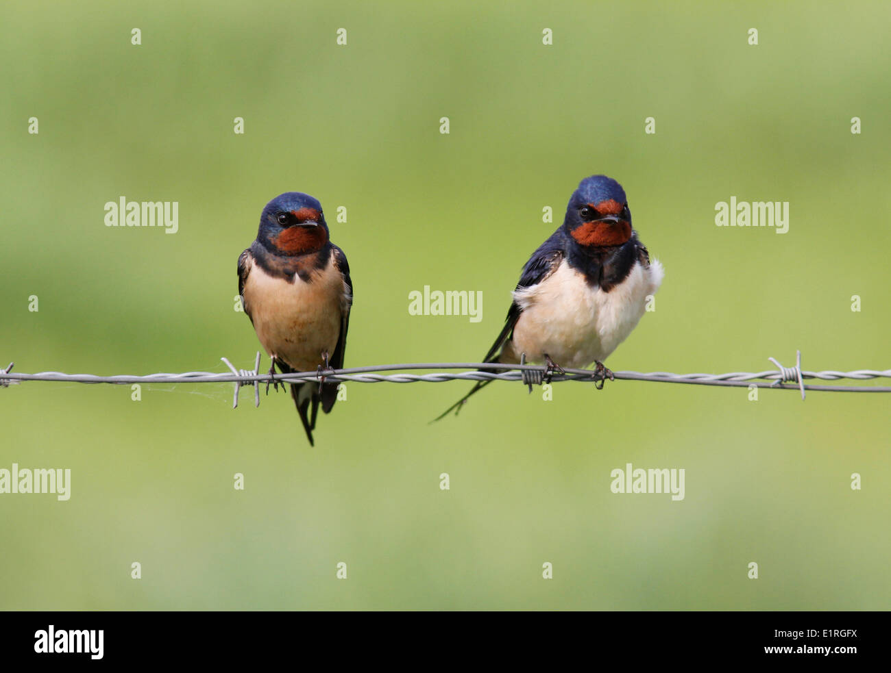 A pair of Barn Swallow on barbed wire Stock Photo - Alamy