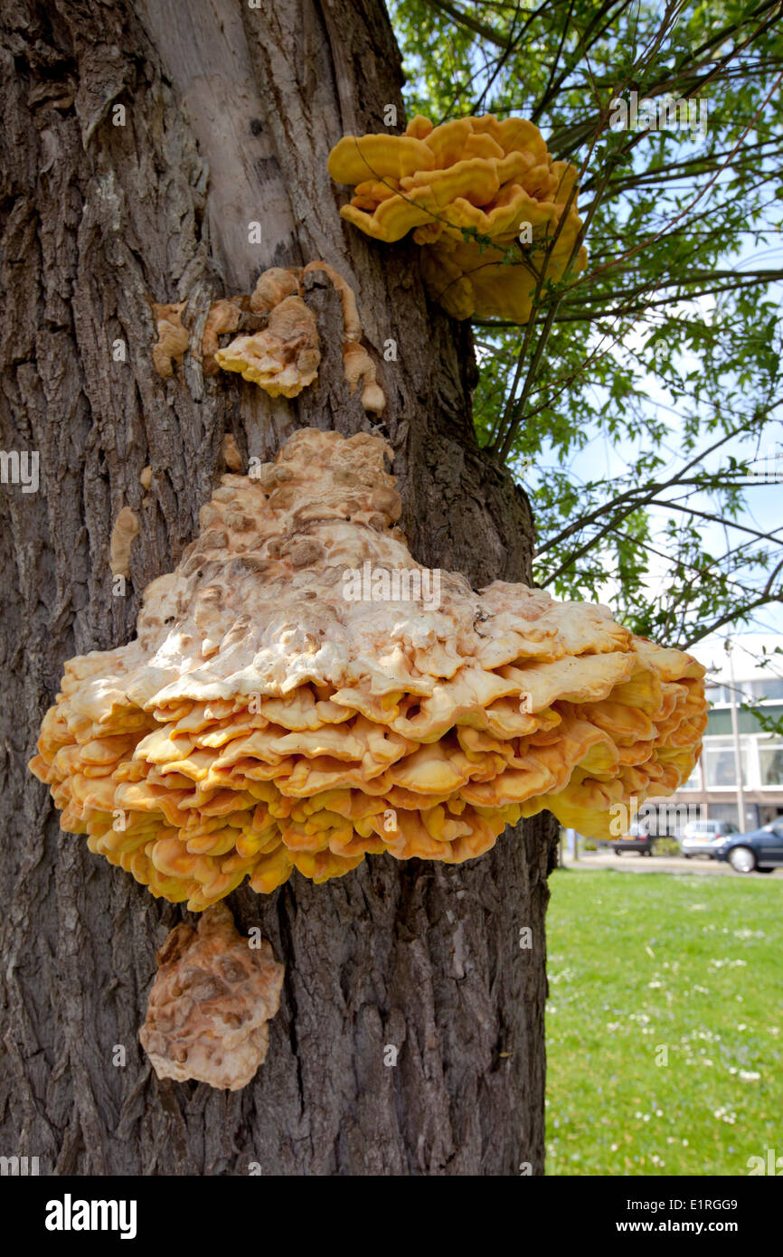 Fungus on willow tree hi-res stock photography and images - Alamy