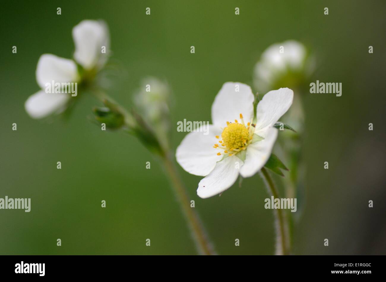 Flowering Musk Strawberry Stock Photo - Alamy