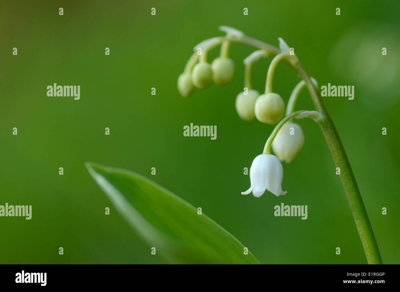 Flowering Lily-of-the-valley in Alpine forest Stock Photo - Alamy