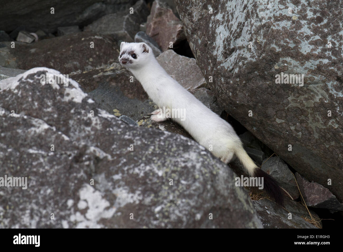 Stoat with bird hi-res stock photography and images - Alamy