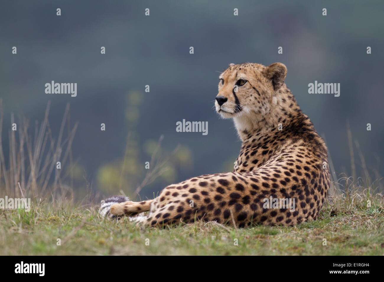 An alert cheetah Stock Photo - Alamy