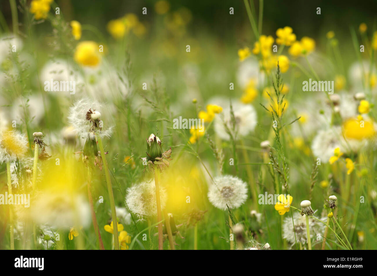 Buttercups and dandelions hi-res stock photography and images - Alamy