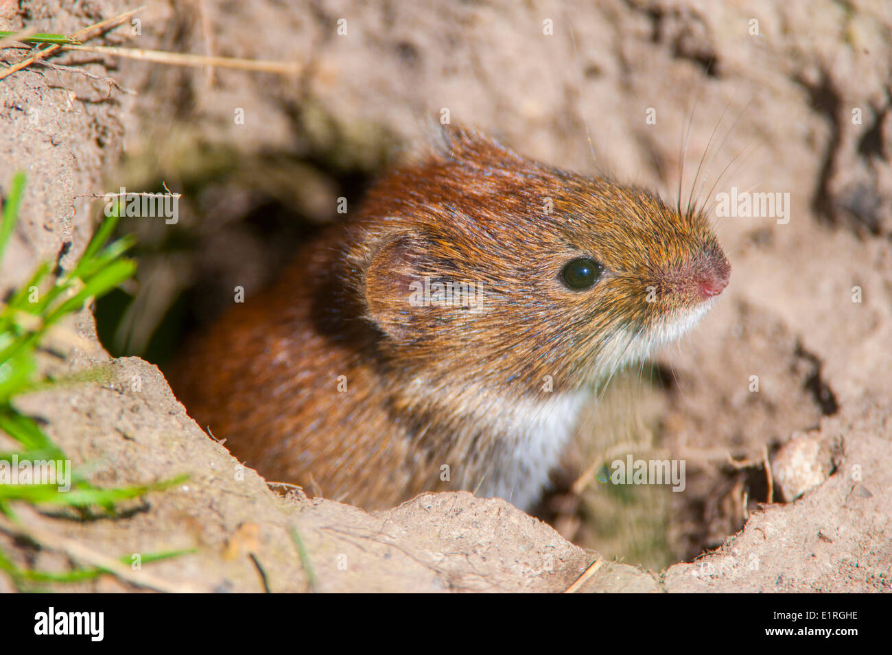 Bank vole hedge hi-res stock photography and images - Alamy