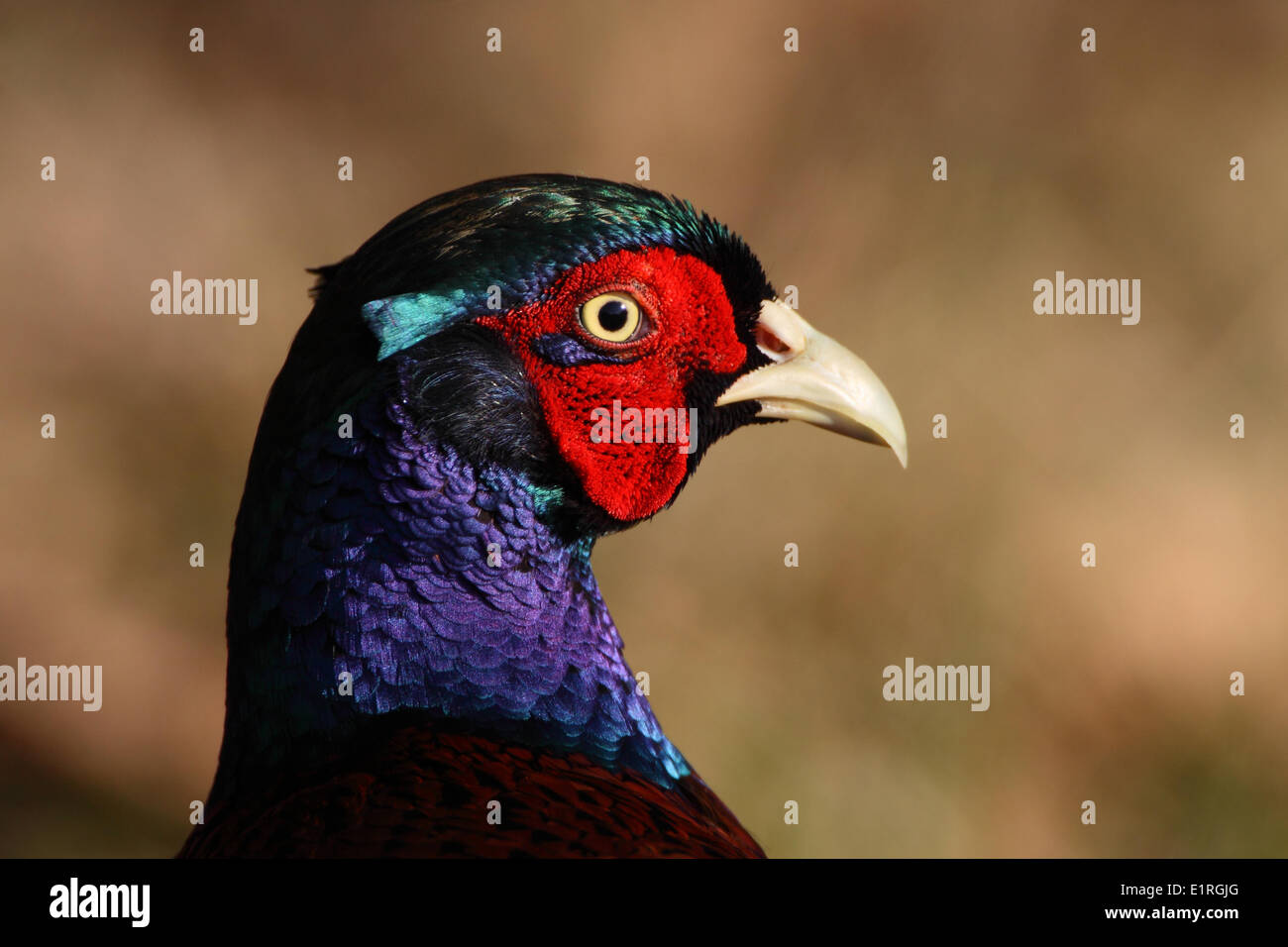 portrait of a pheasant Stock Photo - Alamy