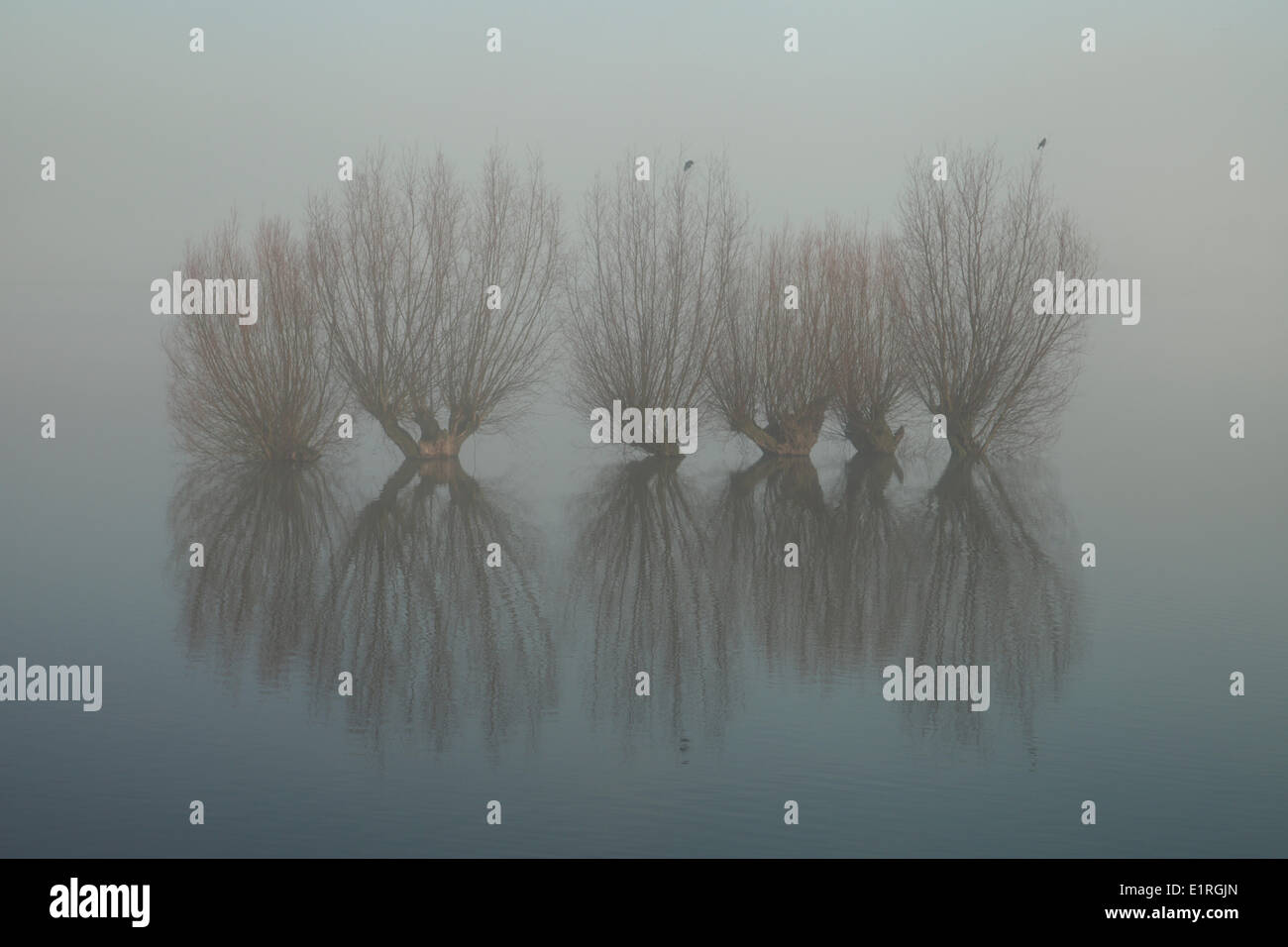 Willow trees with reflection Stock Photo - Alamy