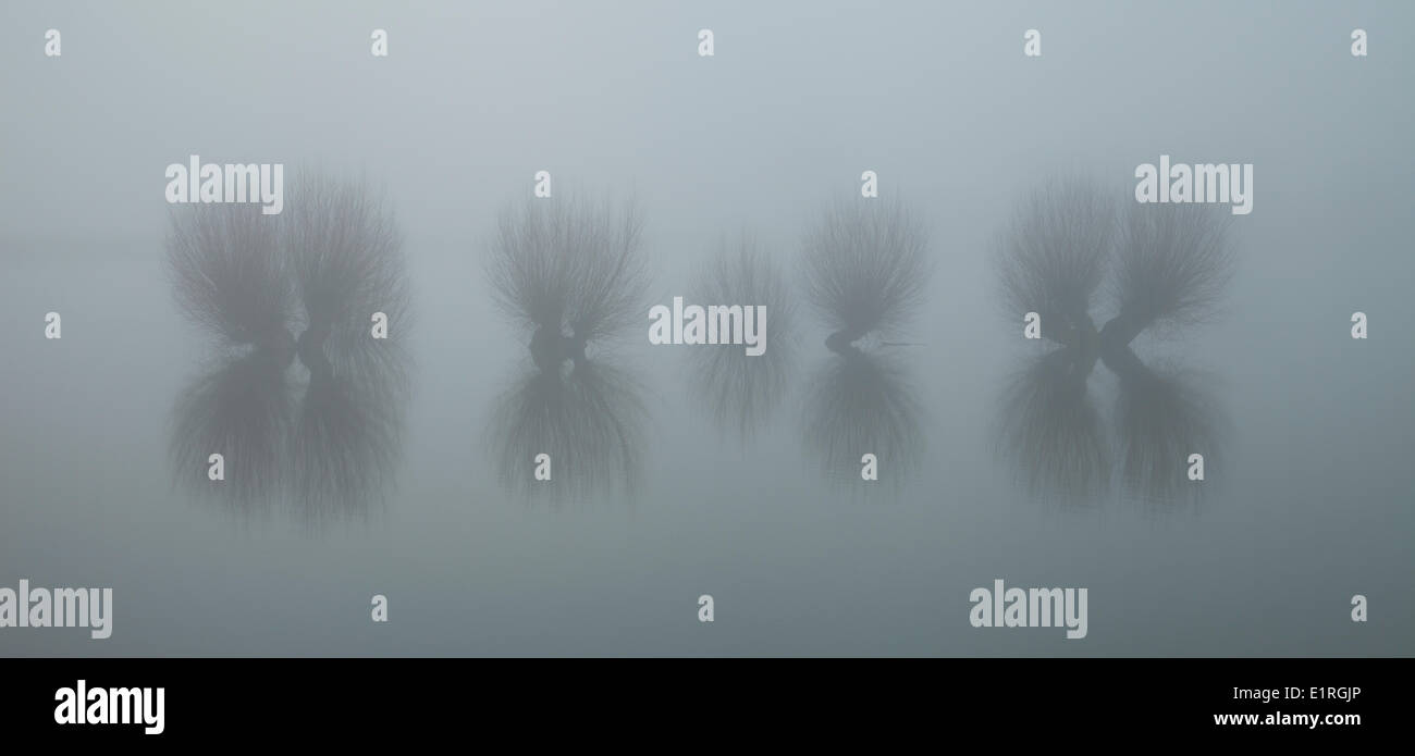 Willow trees with reflection Stock Photo - Alamy