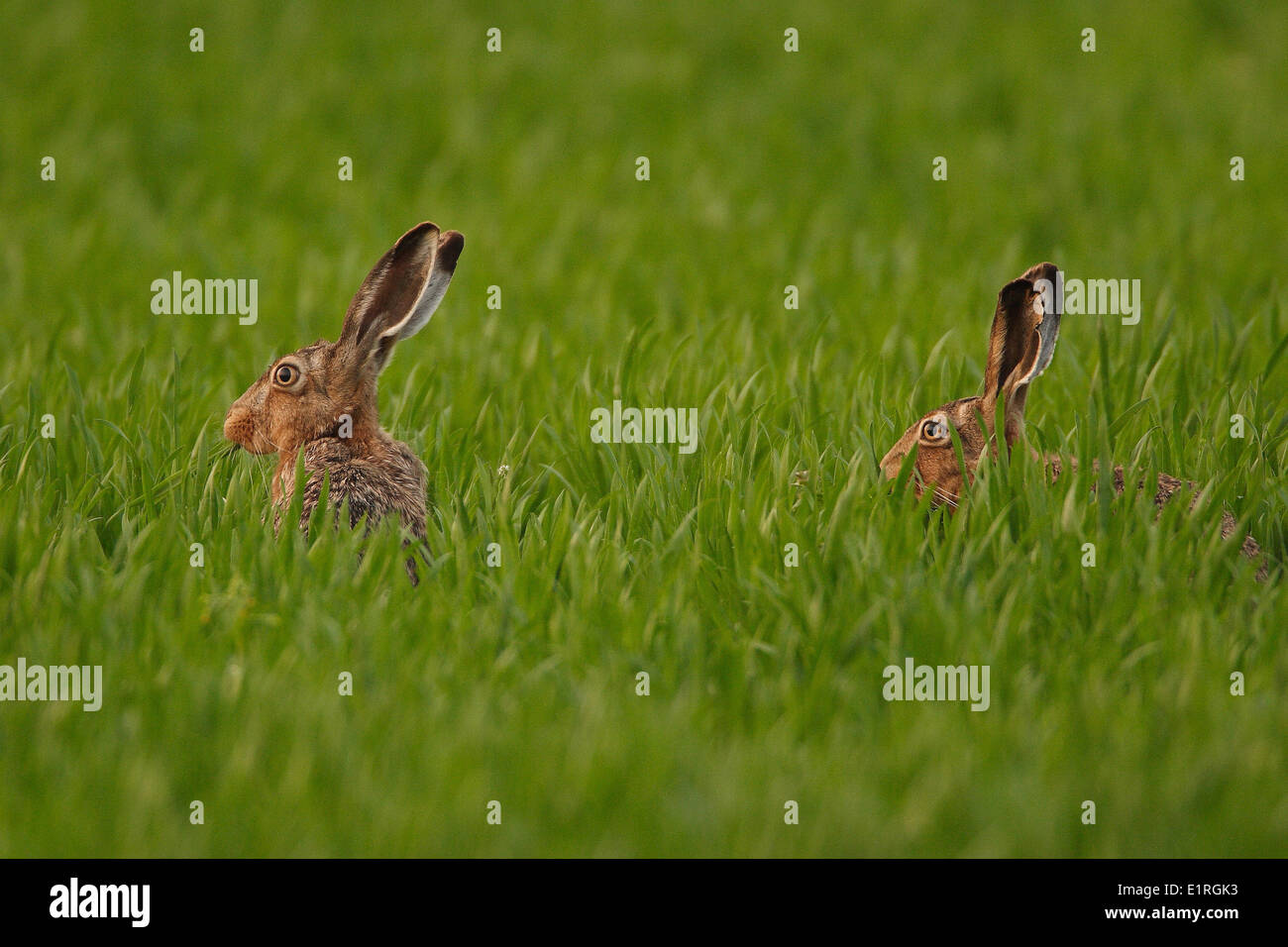 hares in high grass Stock Photo - Alamy