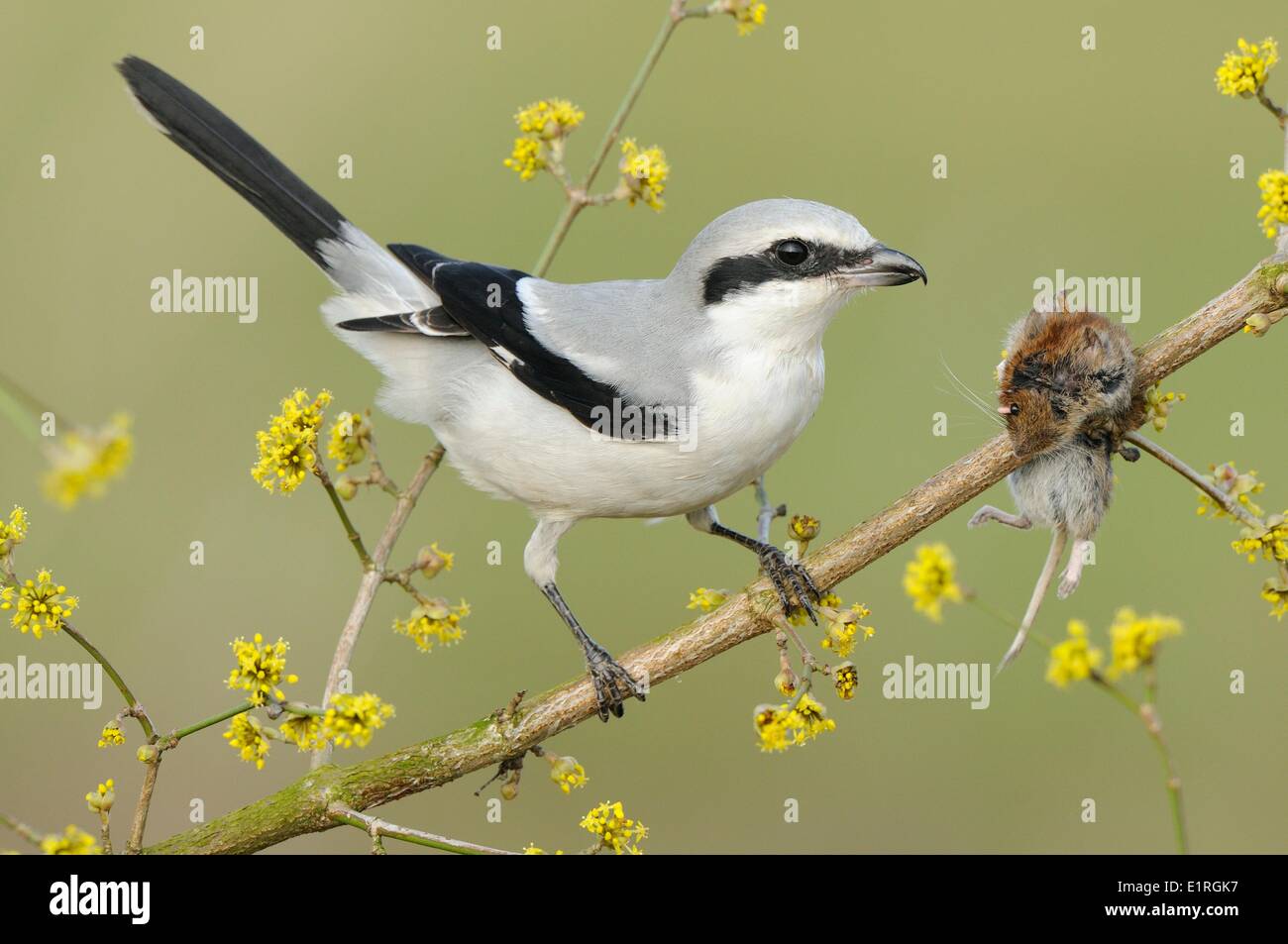 Great Grey Shrike eating from mouse impaled on Cornelian cherry Stock ...