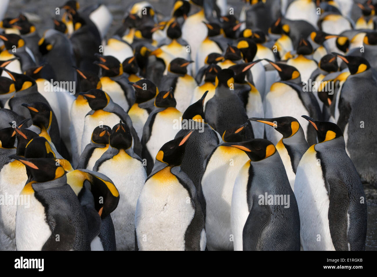 Mass of penguins hi-res stock photography and images - Alamy