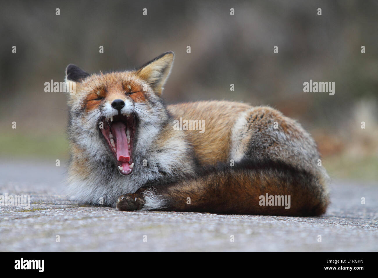 Fox tails hi-res stock photography and images - Alamy