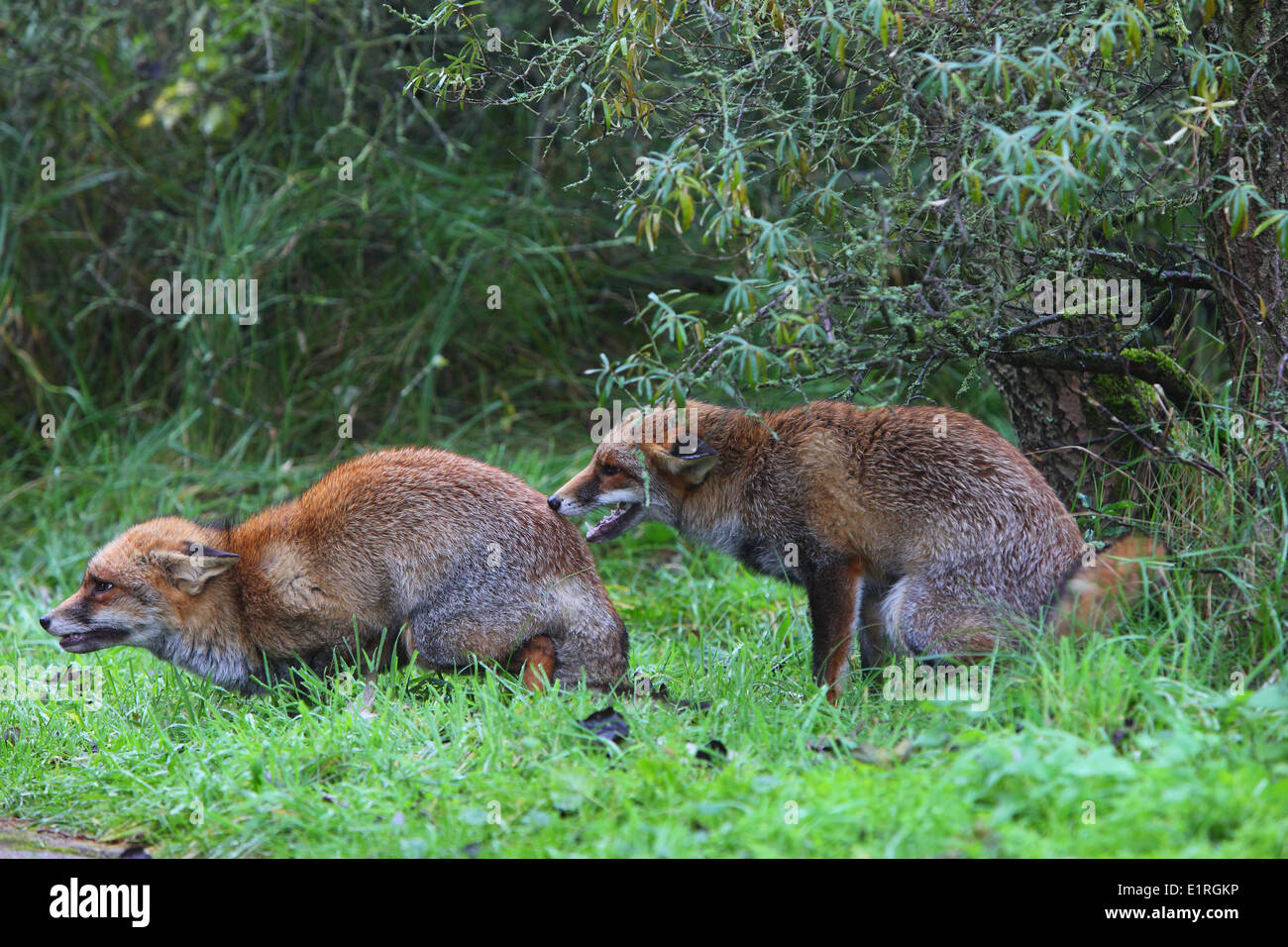 mating urge of fox Stock Photo - Alamy