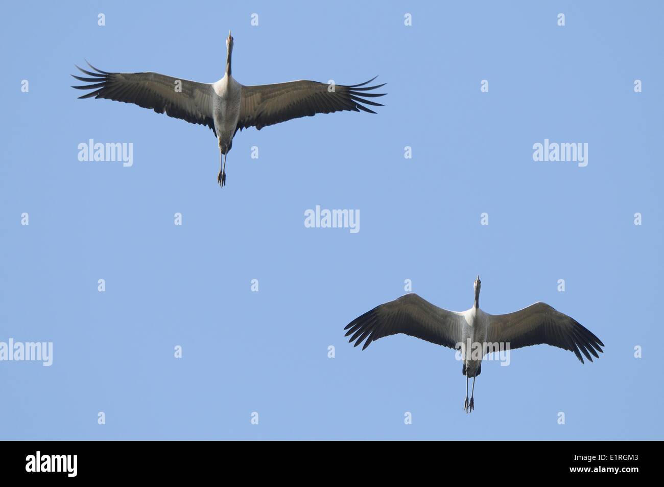 Common Crane in flight during spring migration Stock Photo - Alamy